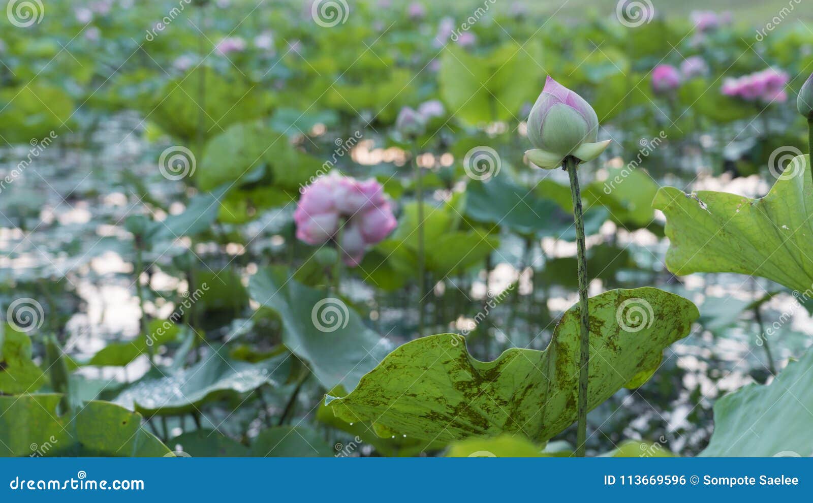 Beautiful Pink Lotus on the Stalk in a Pond Stock Photo - Image of ...