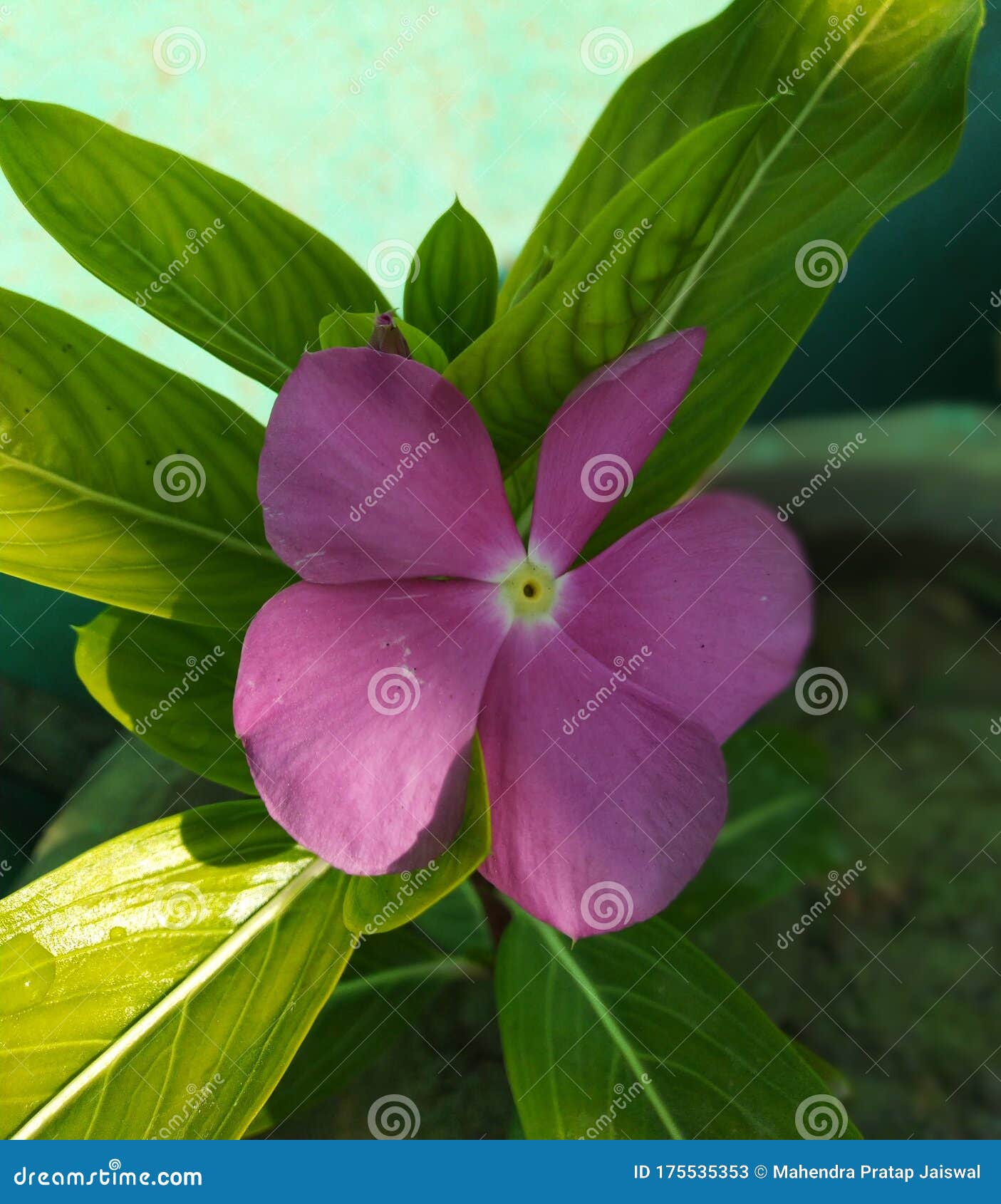 Beautiful Pink Madagascar Periwinkle Stock Image - Image of beautiful ...