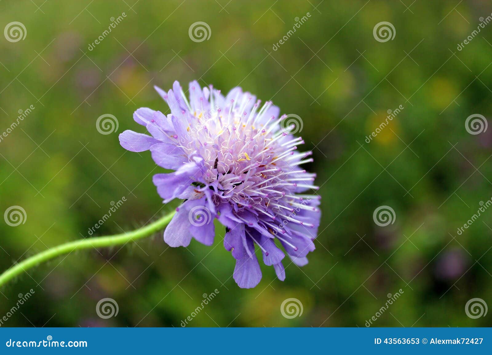 Beautiful Pink Meadow Flower Stock Image - Image of element, design ...