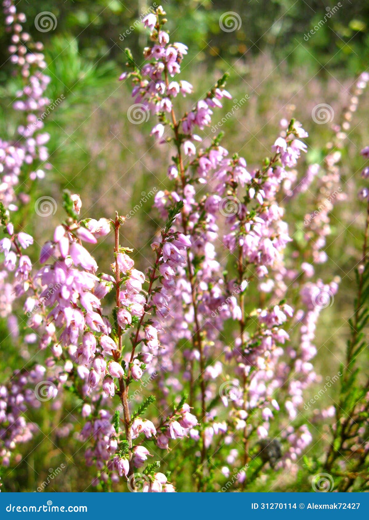 Beautiful Pink Meadow Flowers Stock Photo - Image of nature, beautiful ...