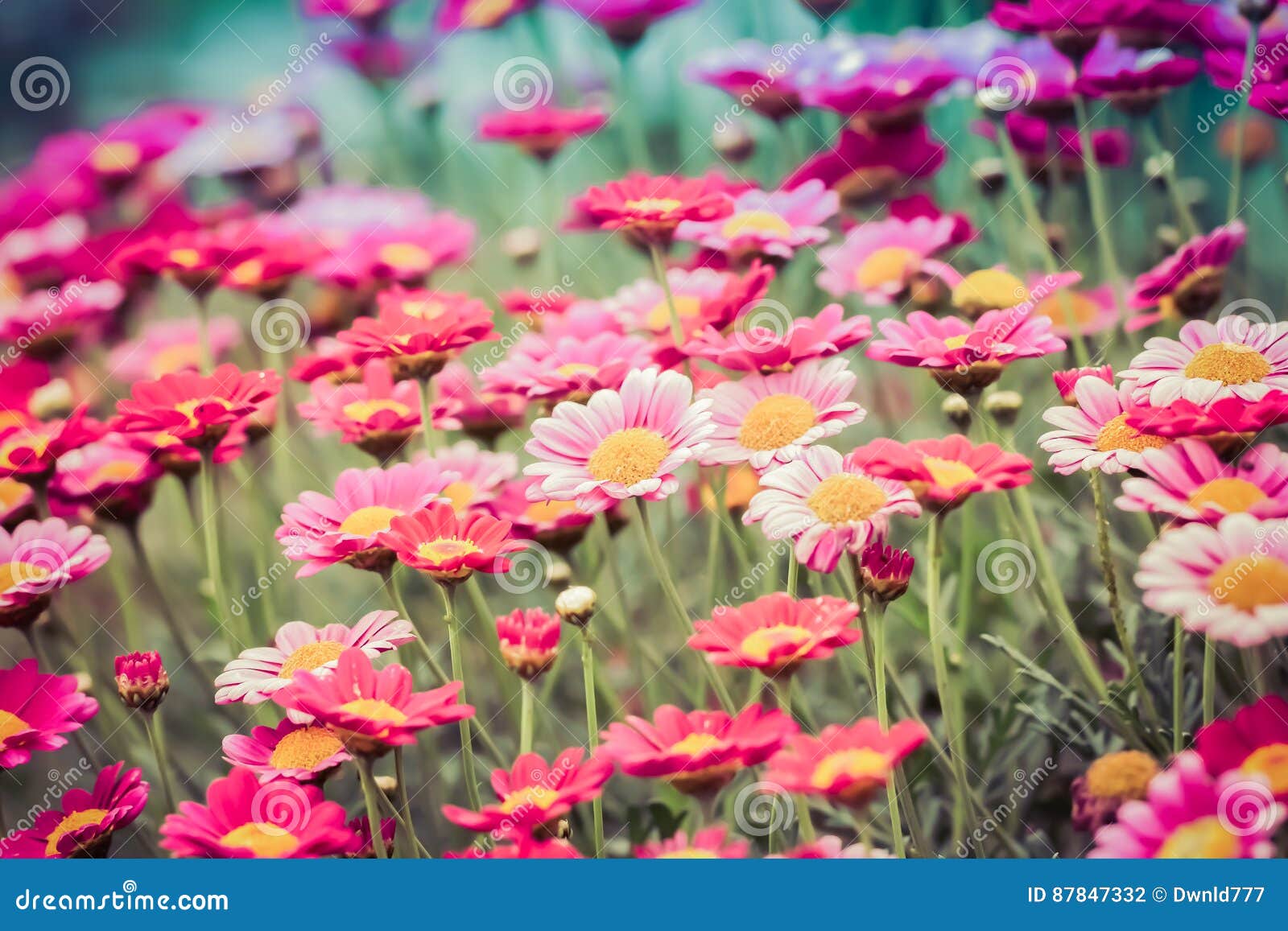 Beautiful Pink Meadow Flowers Stock Photo - Image of plant, fresh: 87847332