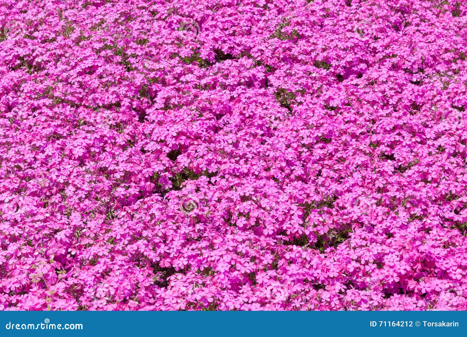 Beautiful Pink Moss in Summer Stock Photo - Image of tourism, flower ...