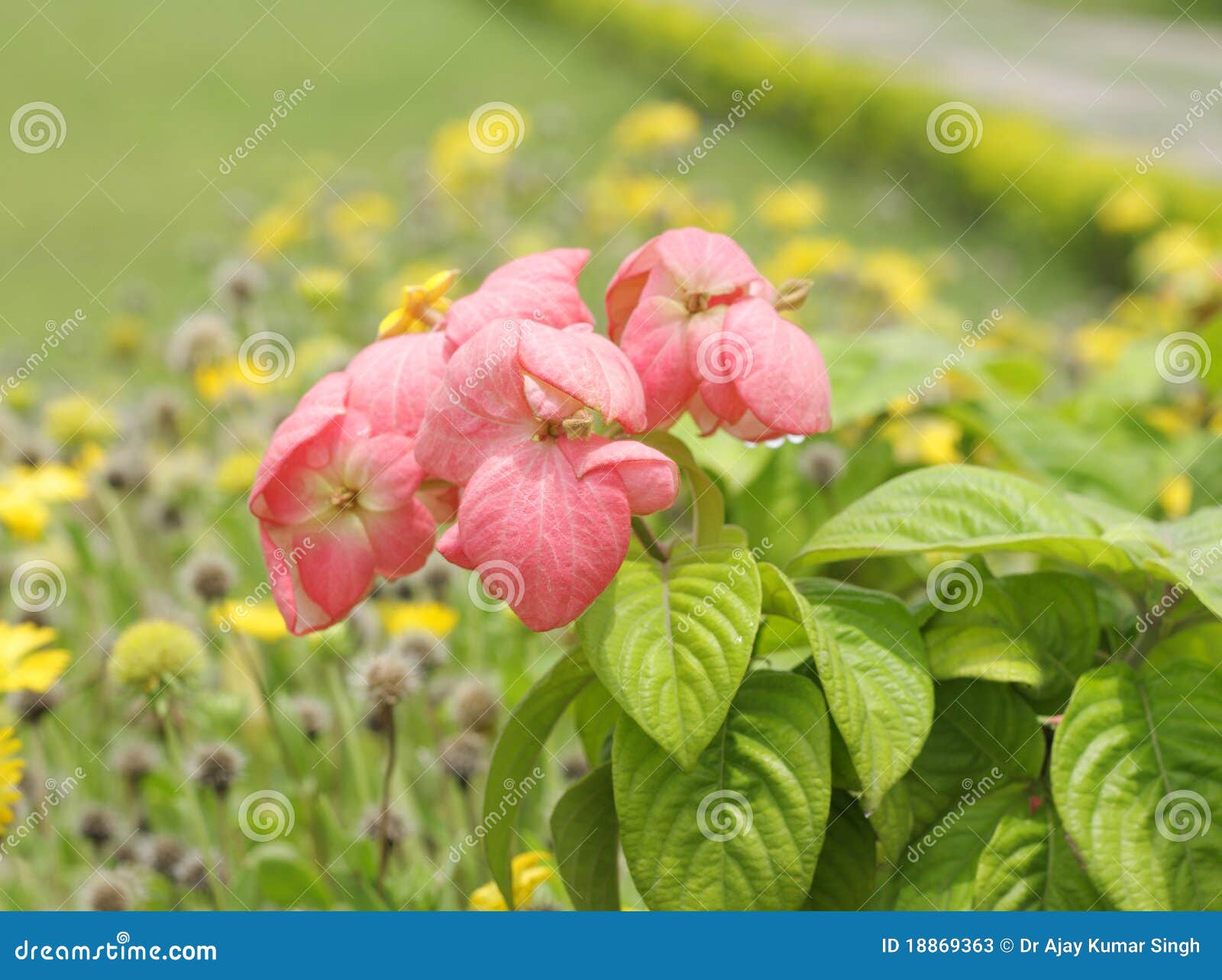 Beautiful Pink Mussaenda Flower Stock Image - Image of elegant ...