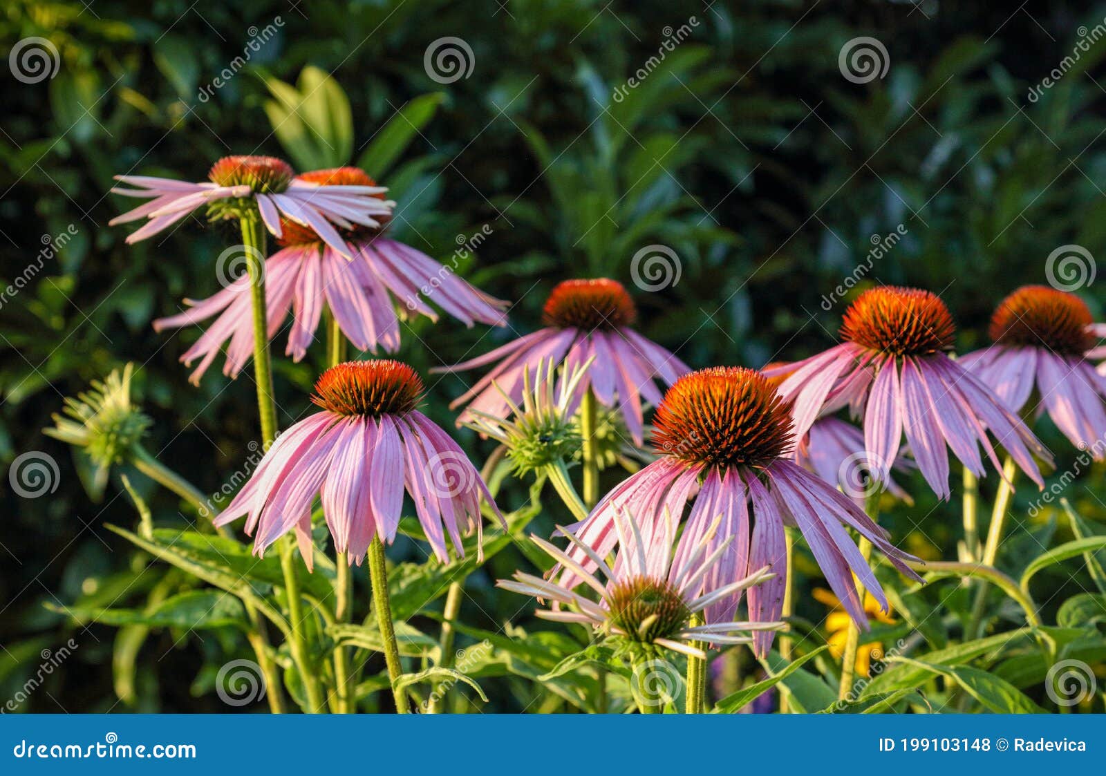 Beautiful Pink Orange Flowers Closeup during Sunset Stock Photo - Image ...