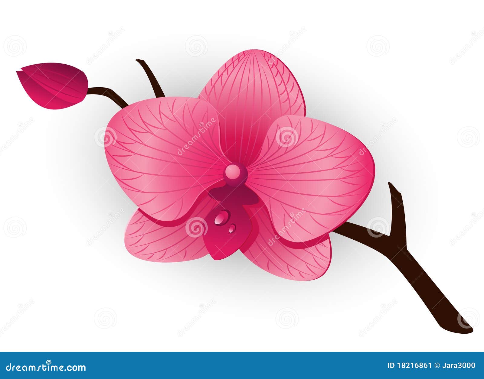 Beautiful Pink Lily Border Frame. Bouquet Of Flowers. Floral Print ...