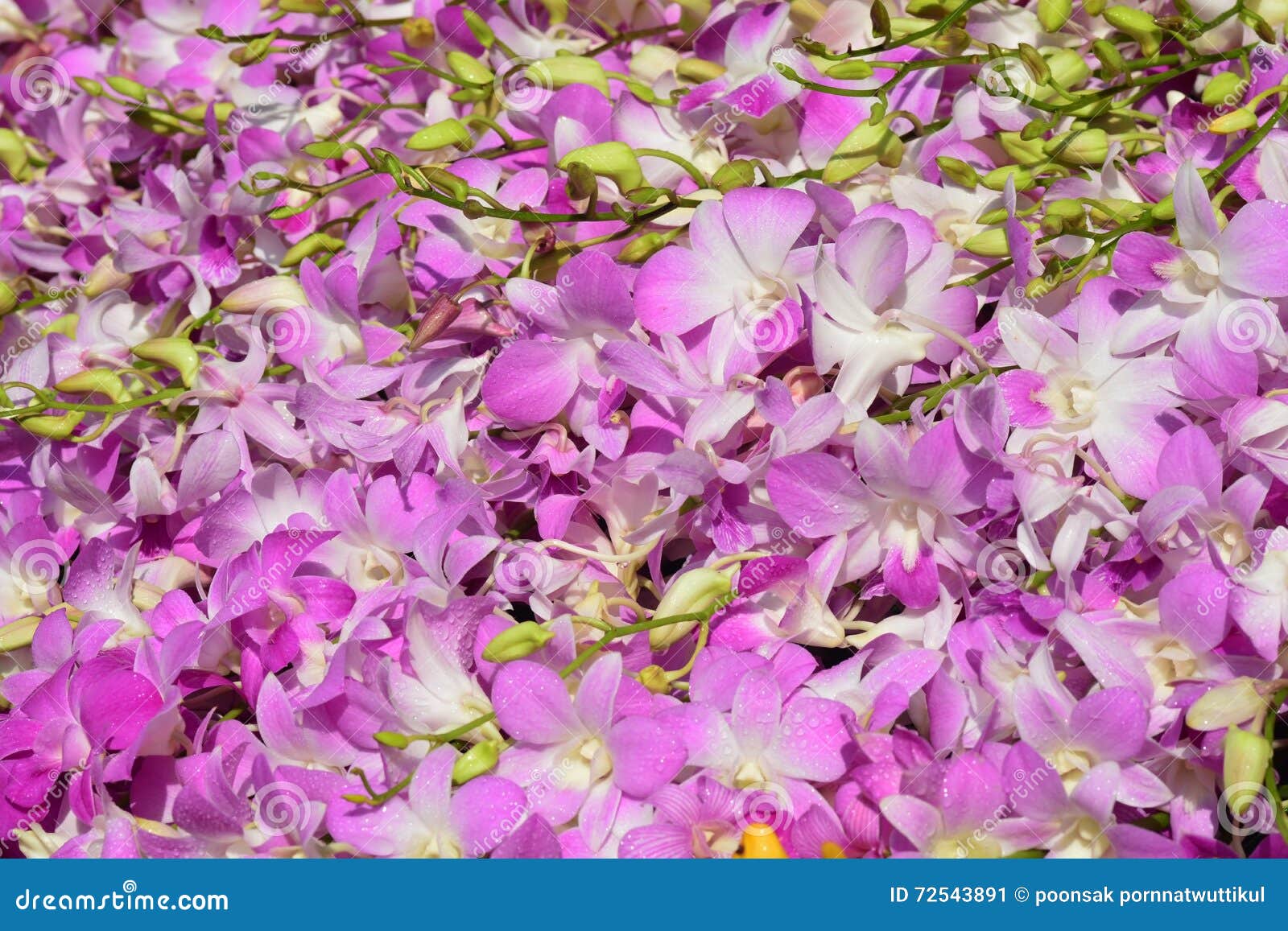 Beautiful Pink Orchid Background Stock Image - Image of exotic ...