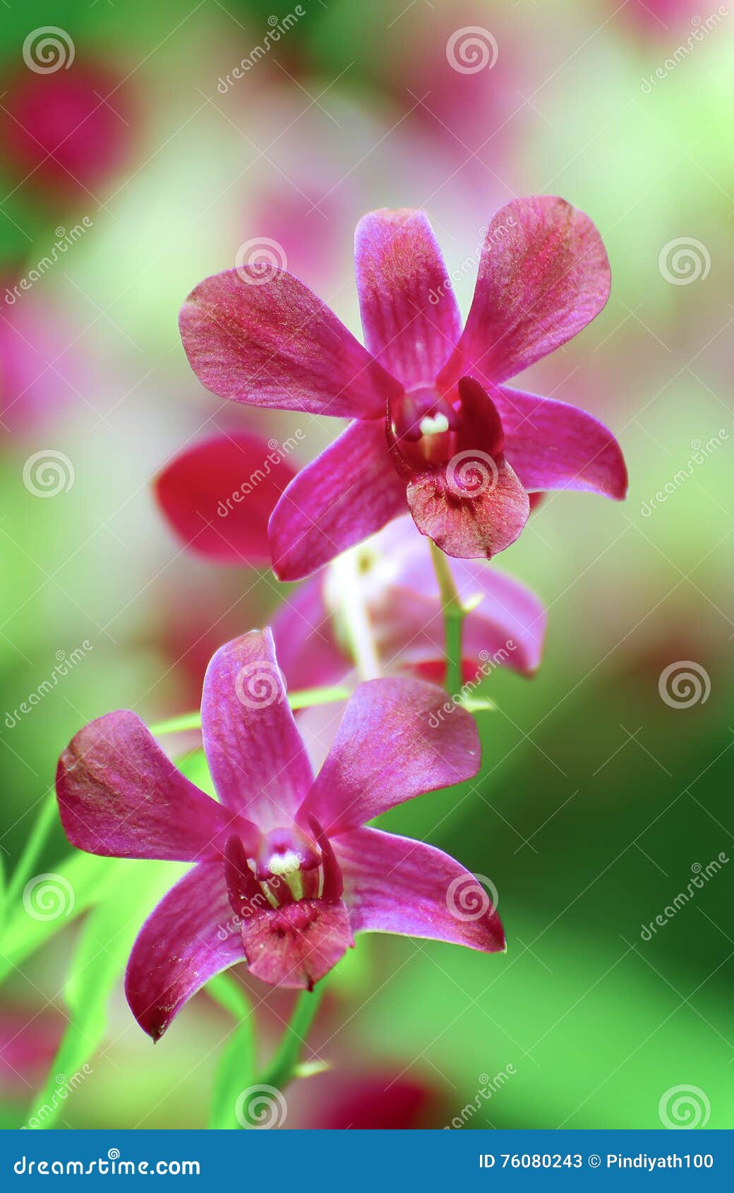 Beautiful pink orchids stock image. Image of spring, plant - 76080243