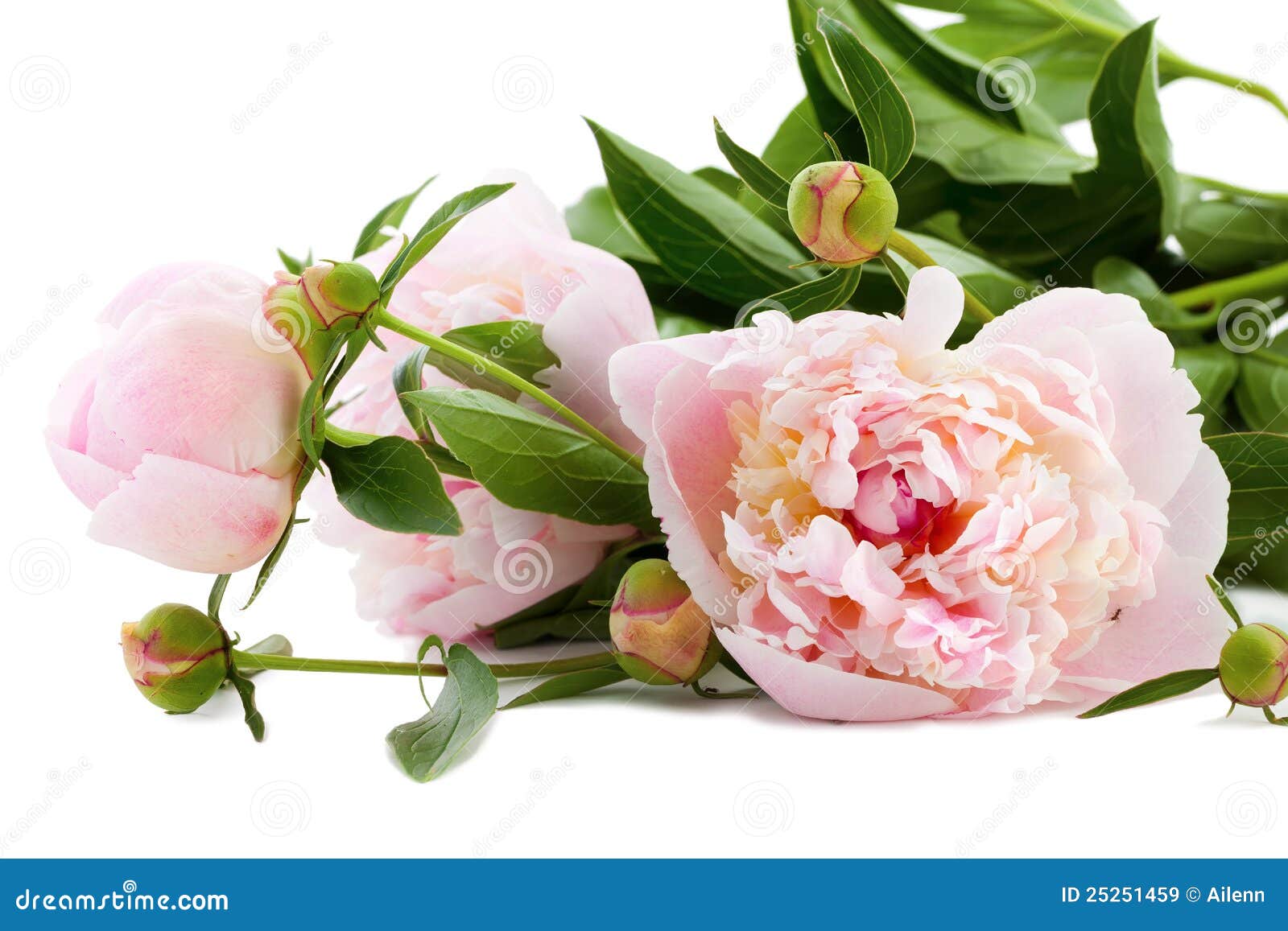 Beautiful Pink Peonies stock image. Image of bouquet - 25251459