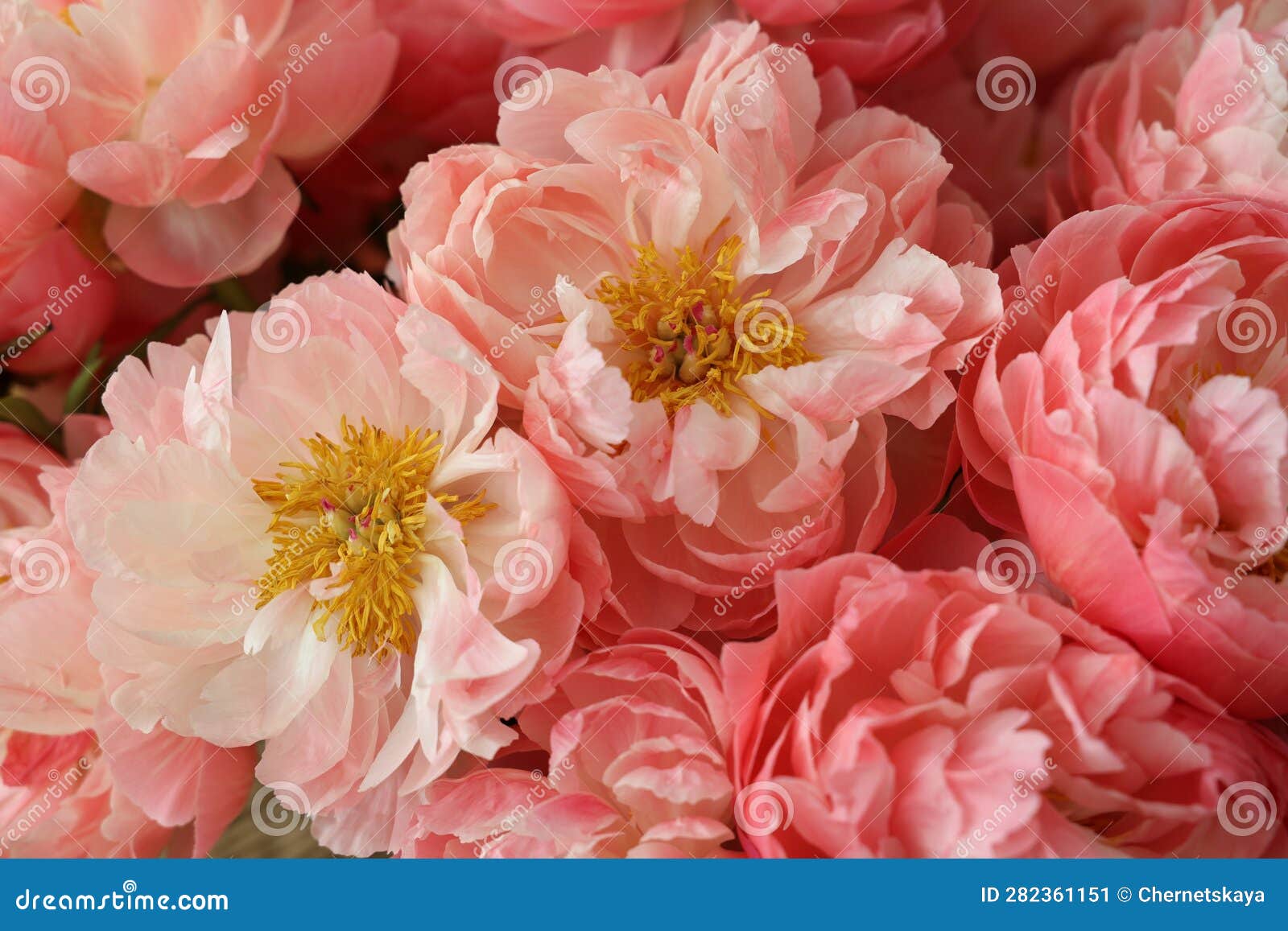 Beautiful Pink Peonies As Background, Closeup View Stock Image - Image ...