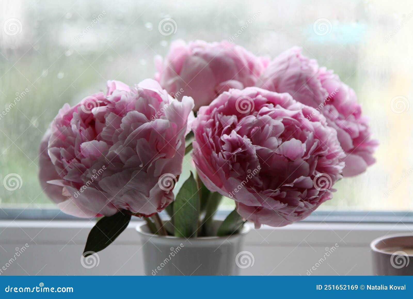 Beautiful pink peonies stock image. Image of peonies - 251652169