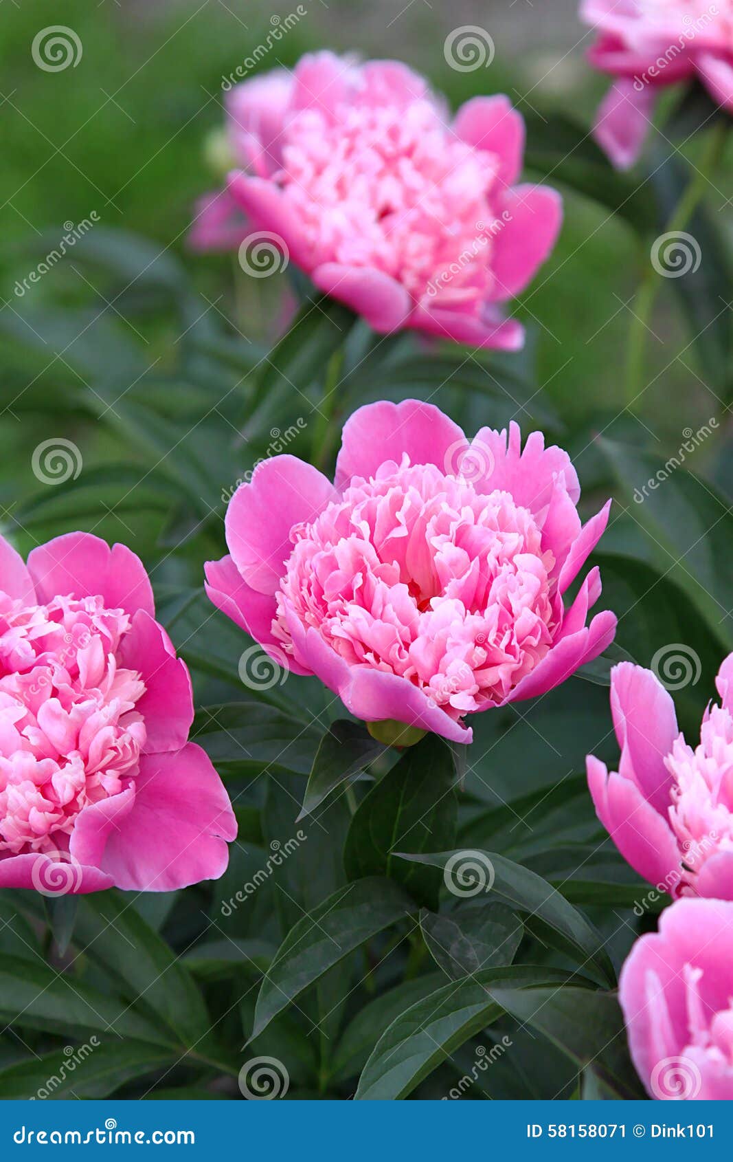 Beautiful pink peony stock image. Image of leaf, floral - 58158071