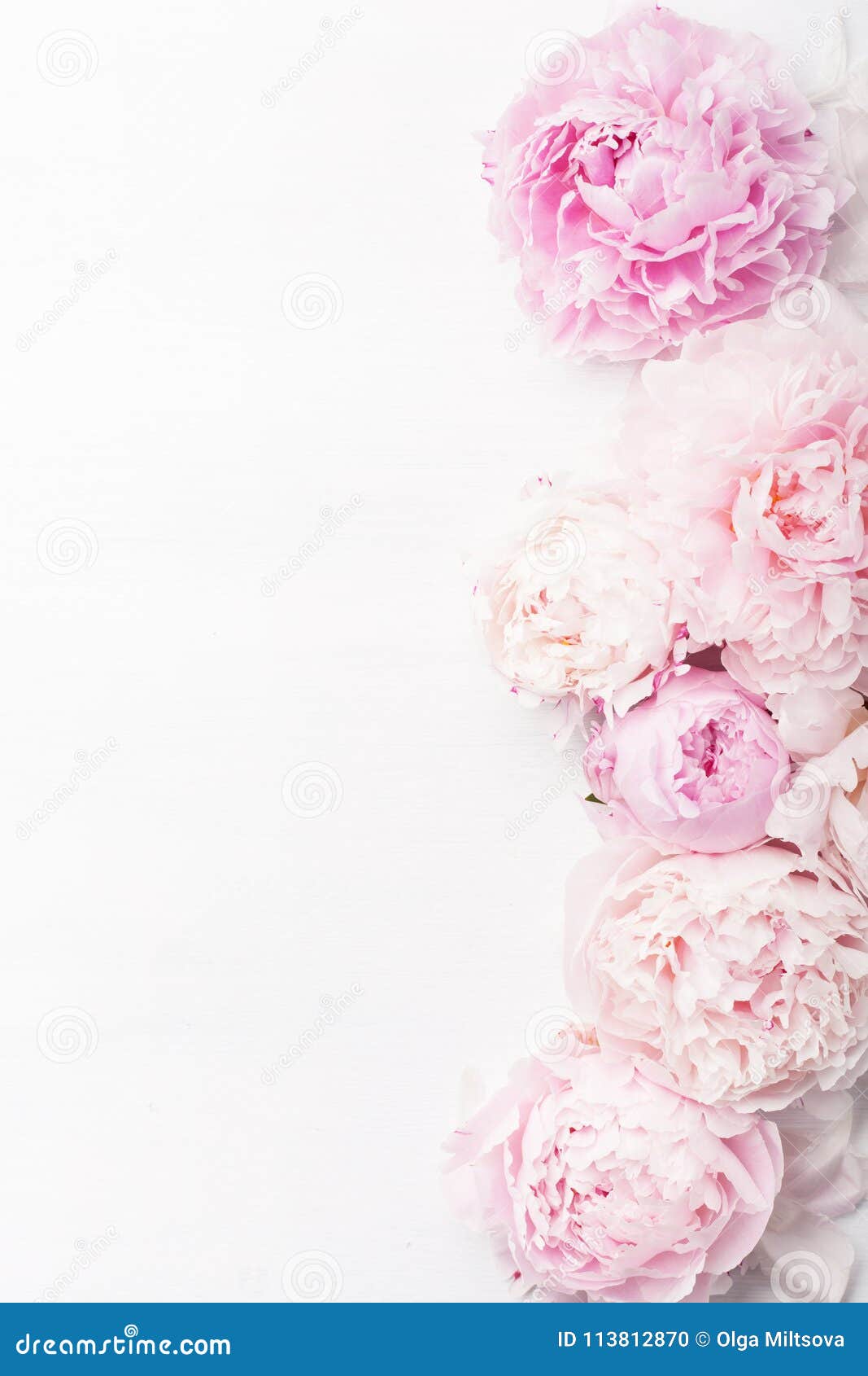 Beautiful Pink Peony Flower Background Stock Photo - Image of flat ...