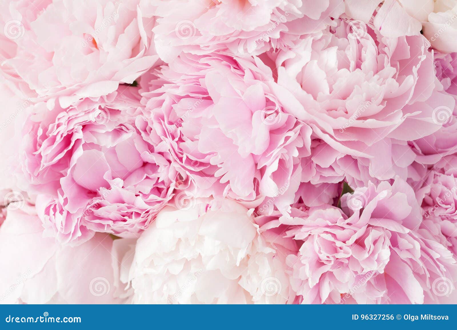 Beautiful Pink Peony Flower Background Stock Photo - Image of romance ...