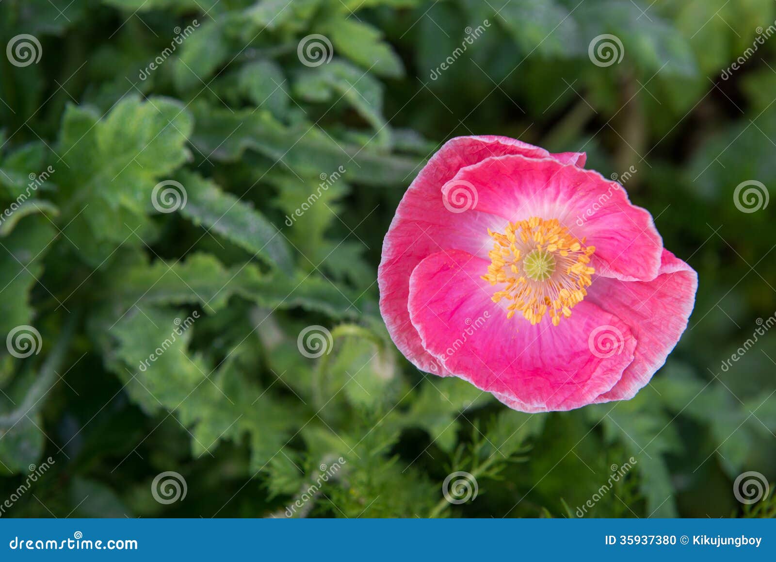 Beautiful Pink Poppy Flower Stock Photo - Image of botany, bright: 35937380