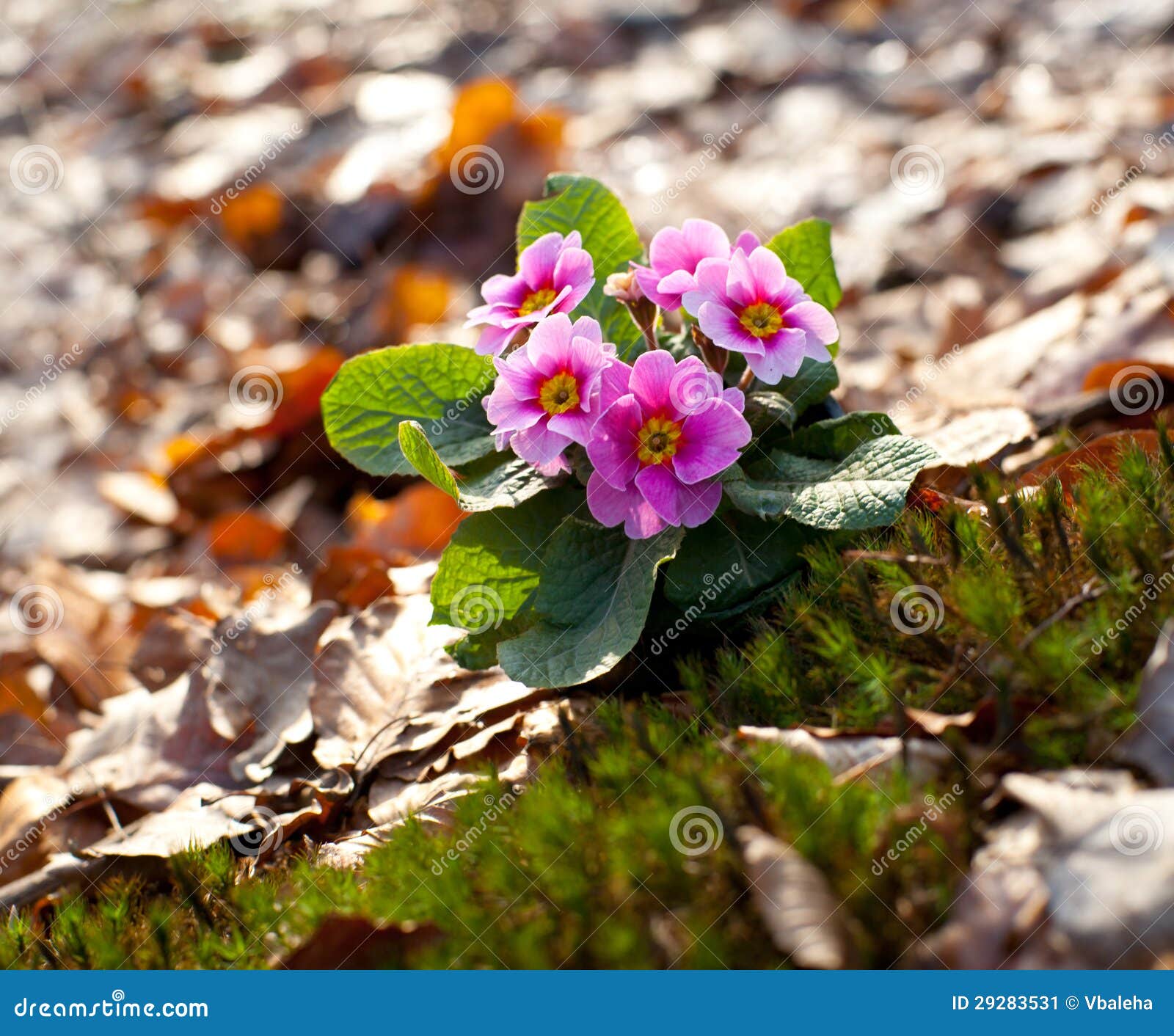 Beautiful pink primrose stock image. Image of february - 29283531