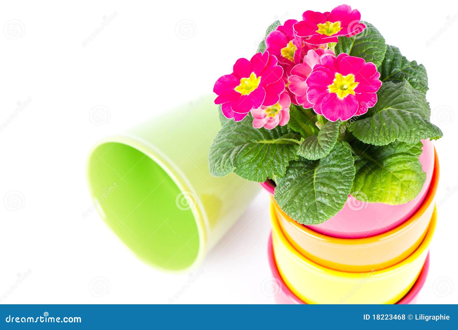 Beautiful Pink Primulas in Colorful Buckets Stock Photo - Image of ...