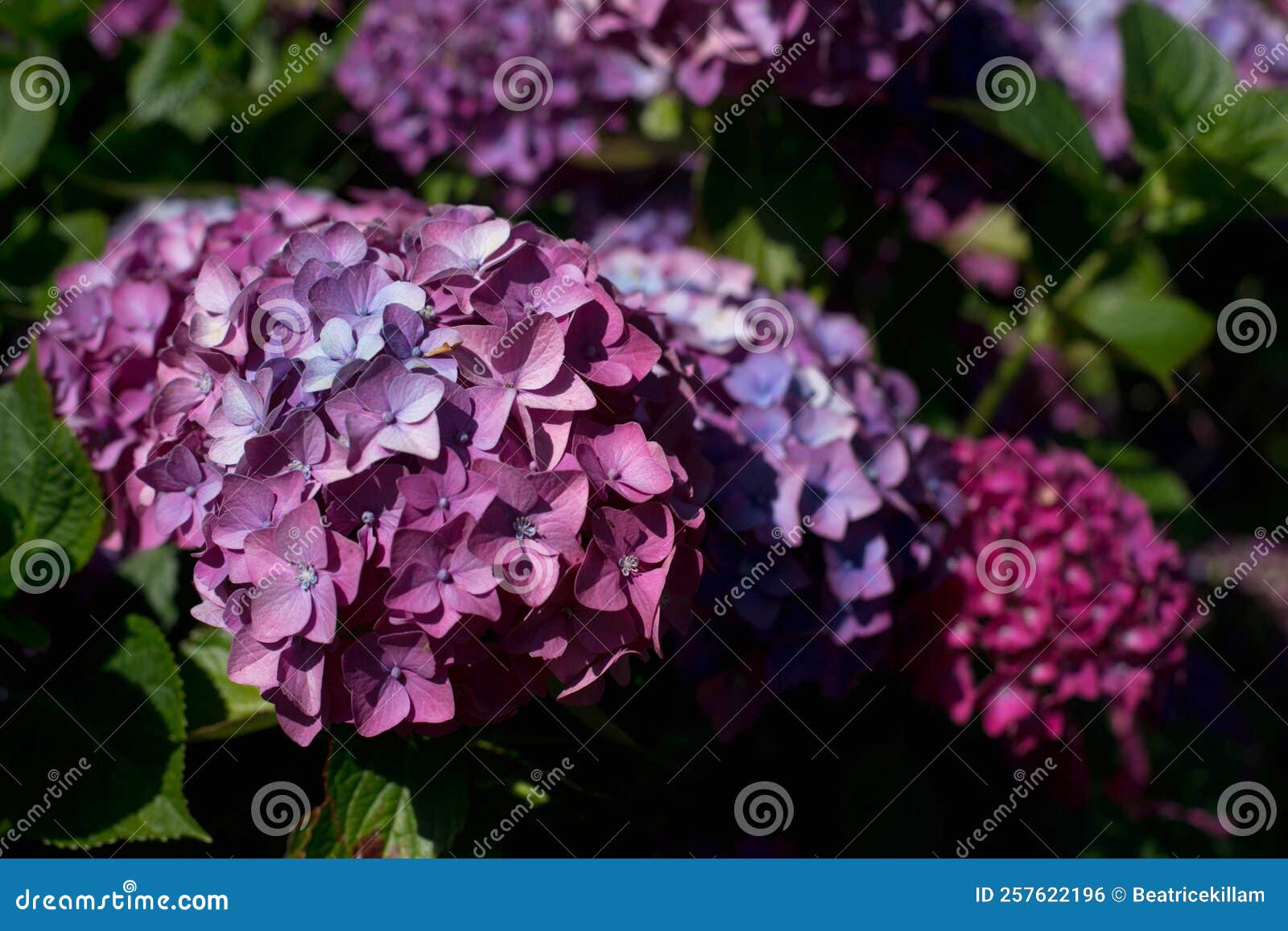 Beautiful Pink and Purple Hydrangeas Stock Photo - Image of shades ...