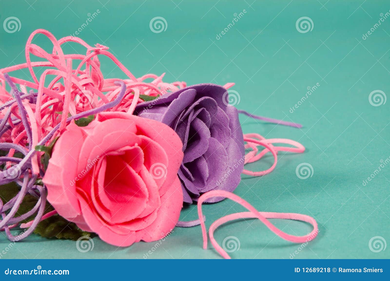 Beautiful Pink and Purple Rose Stock Photo - Image of delicate ...