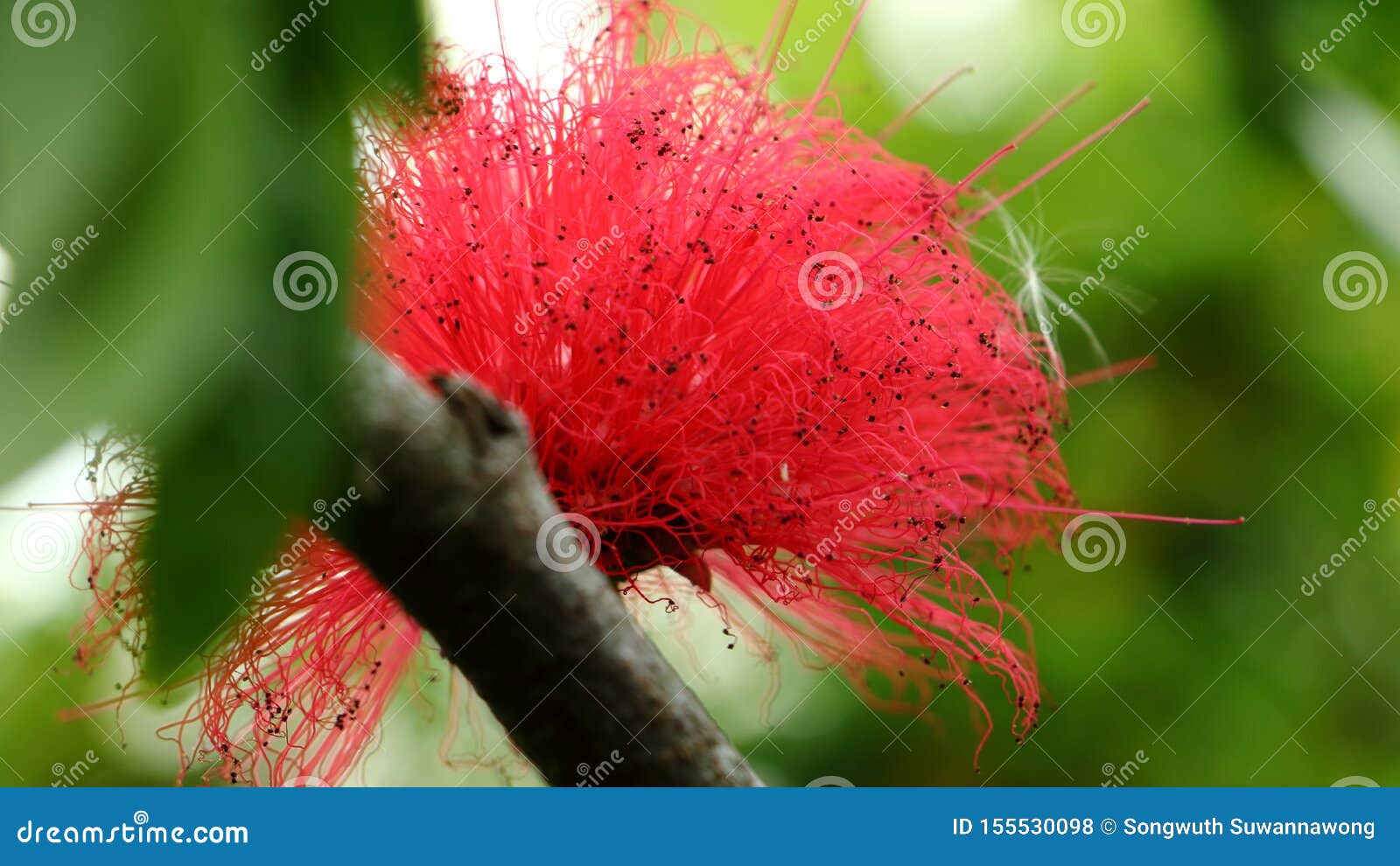 Beautiful of Pink Red Powder Puff Red Head Powder Puff or Red Powder ...