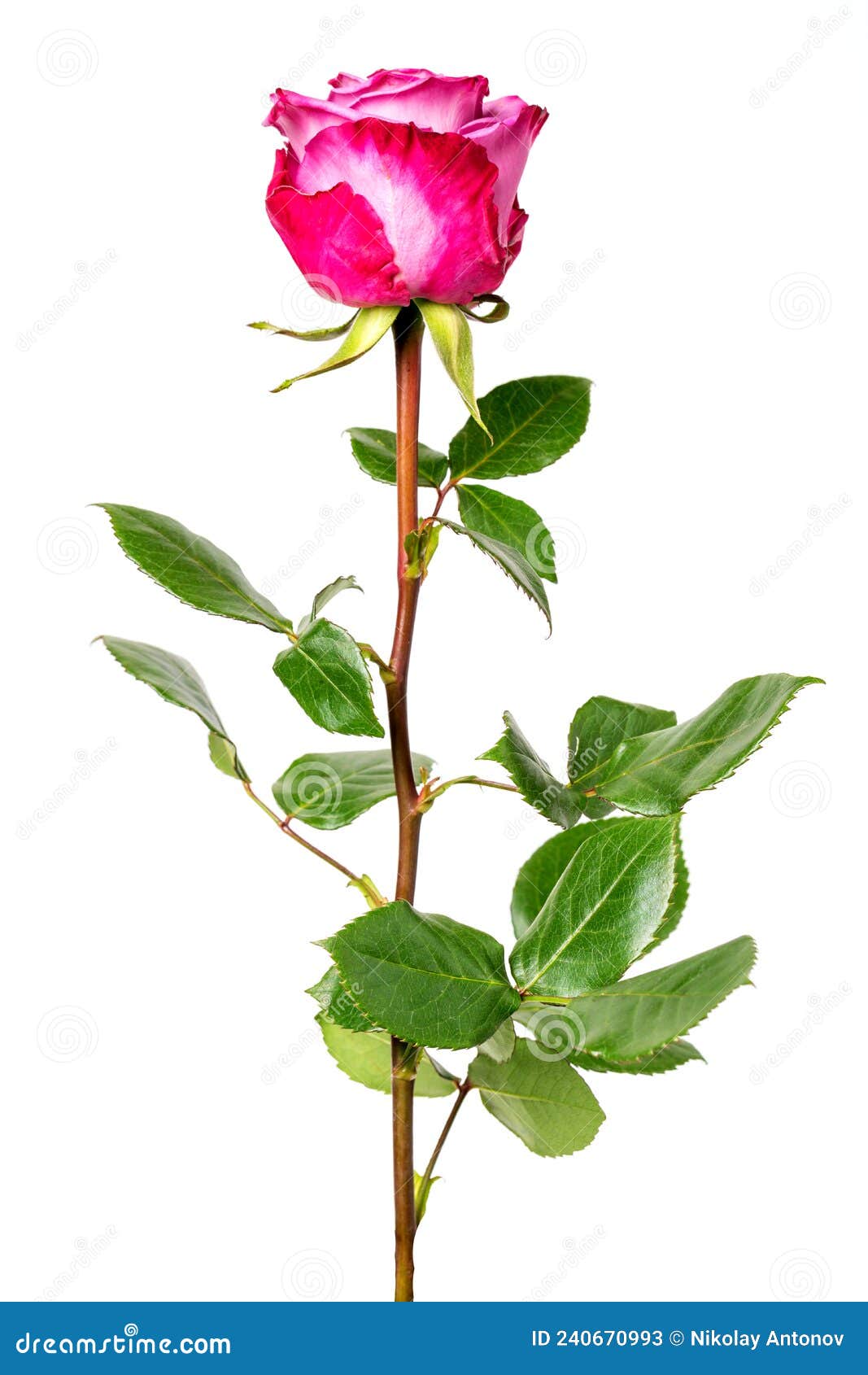 Beautiful Pink Red Rose with Long Stem Isolated on White Background ...