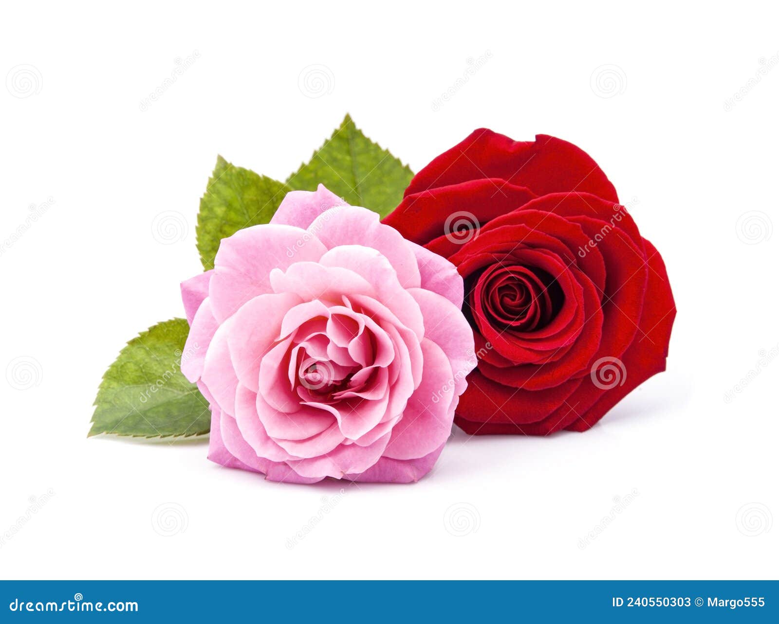 Beautiful Pink and Red Rose Stock Image - Image of rose, flora: 240550303