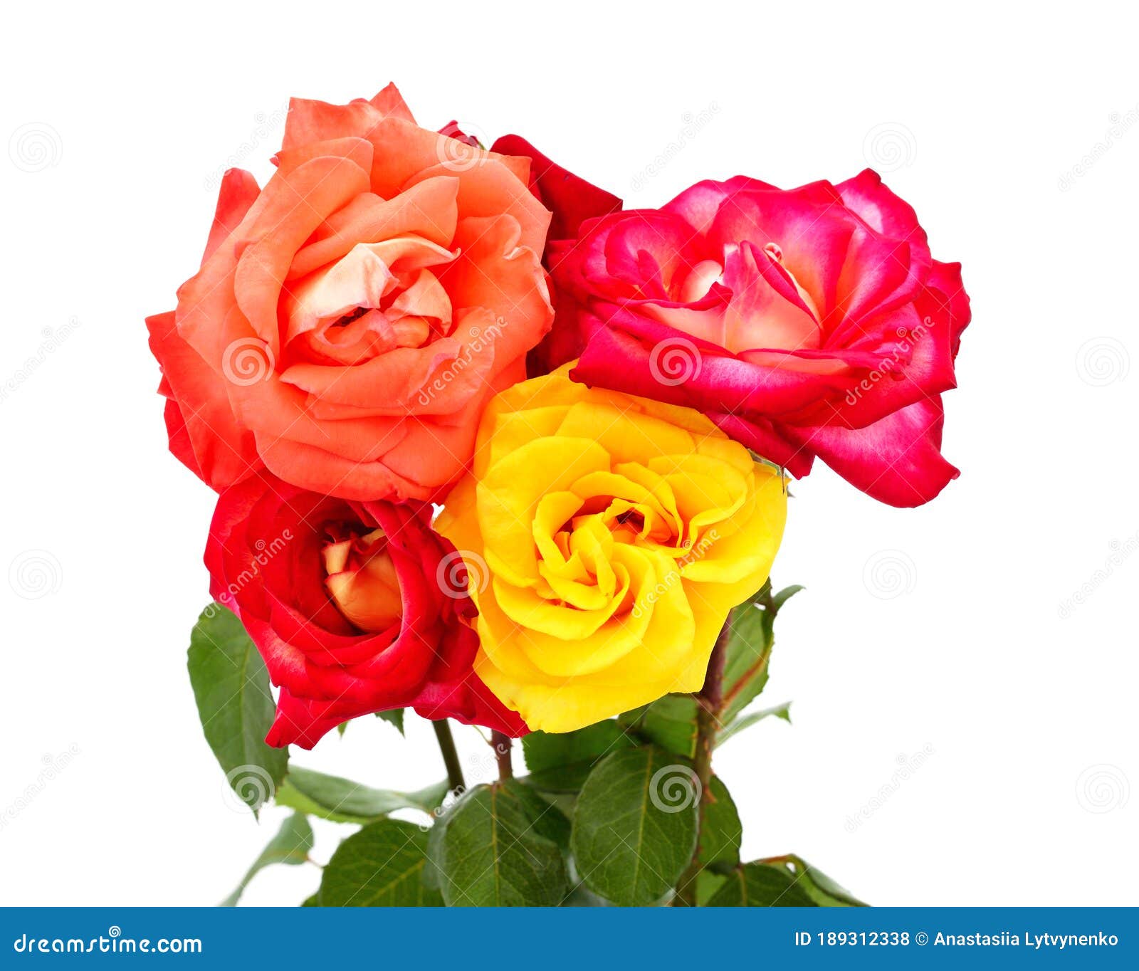 Beautiful Pink and Red Roses Stock Photo - Image of friendship, village ...