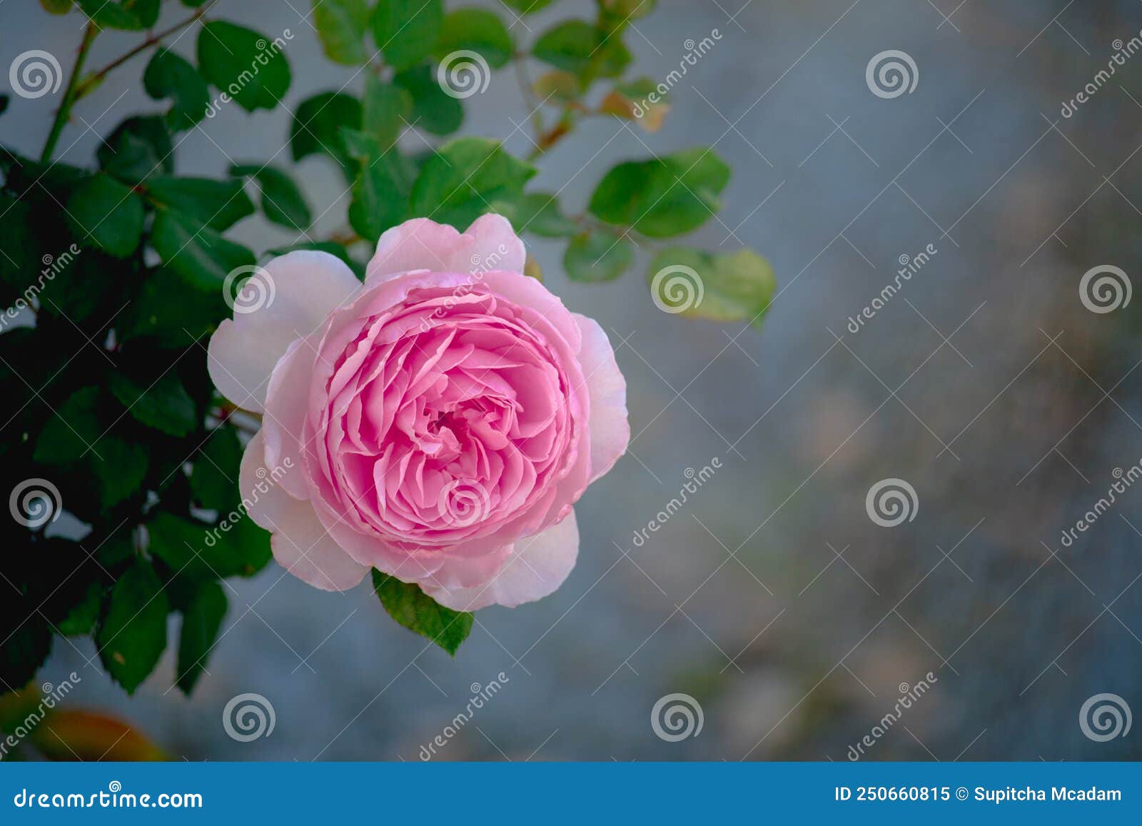 Beautiful Pink Rose is Blooming in the Garden Stock Image - Image of ...