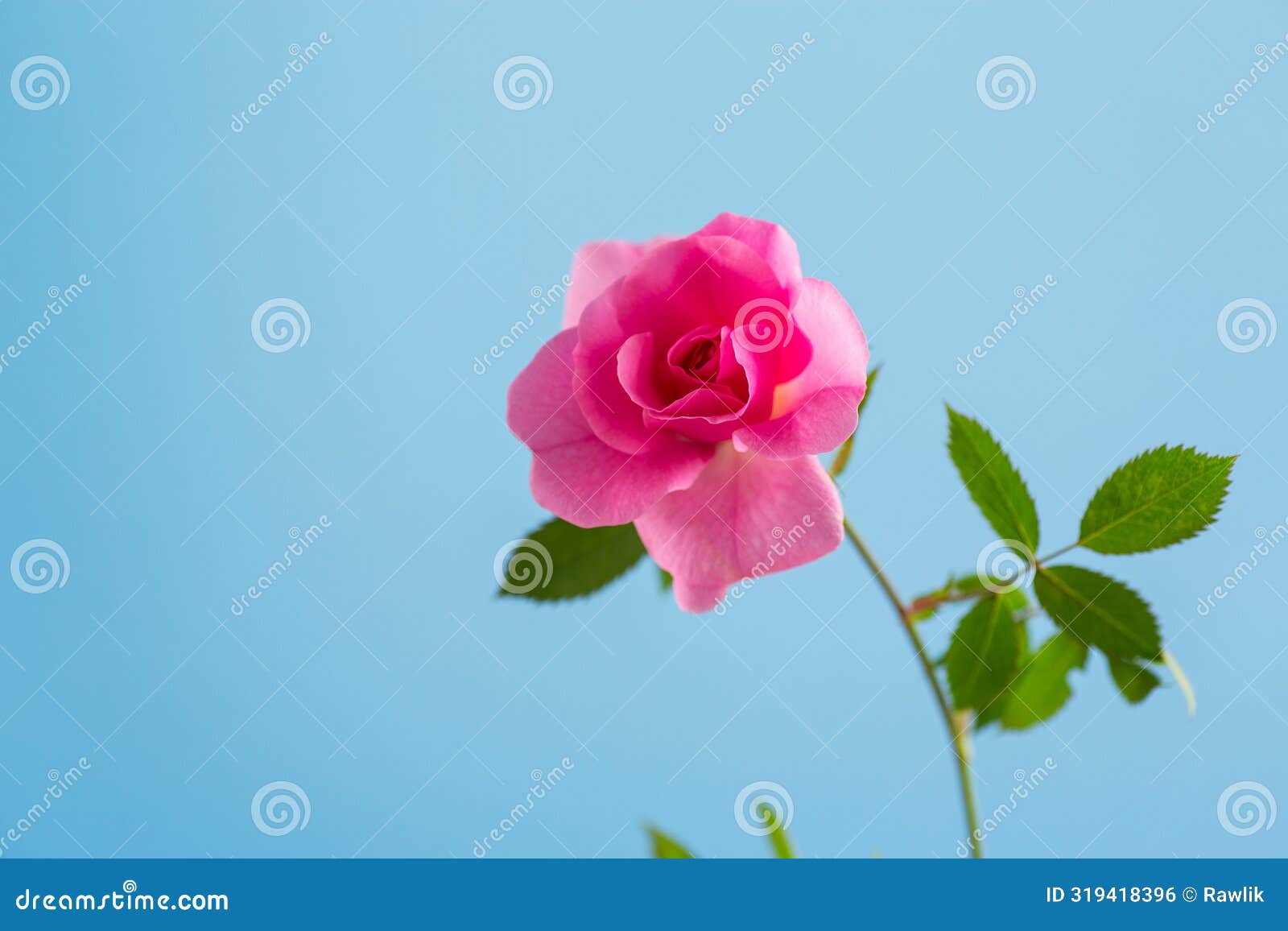 Beautiful Pink Rose on a Blue Background Stock Photo - Image of beauty ...