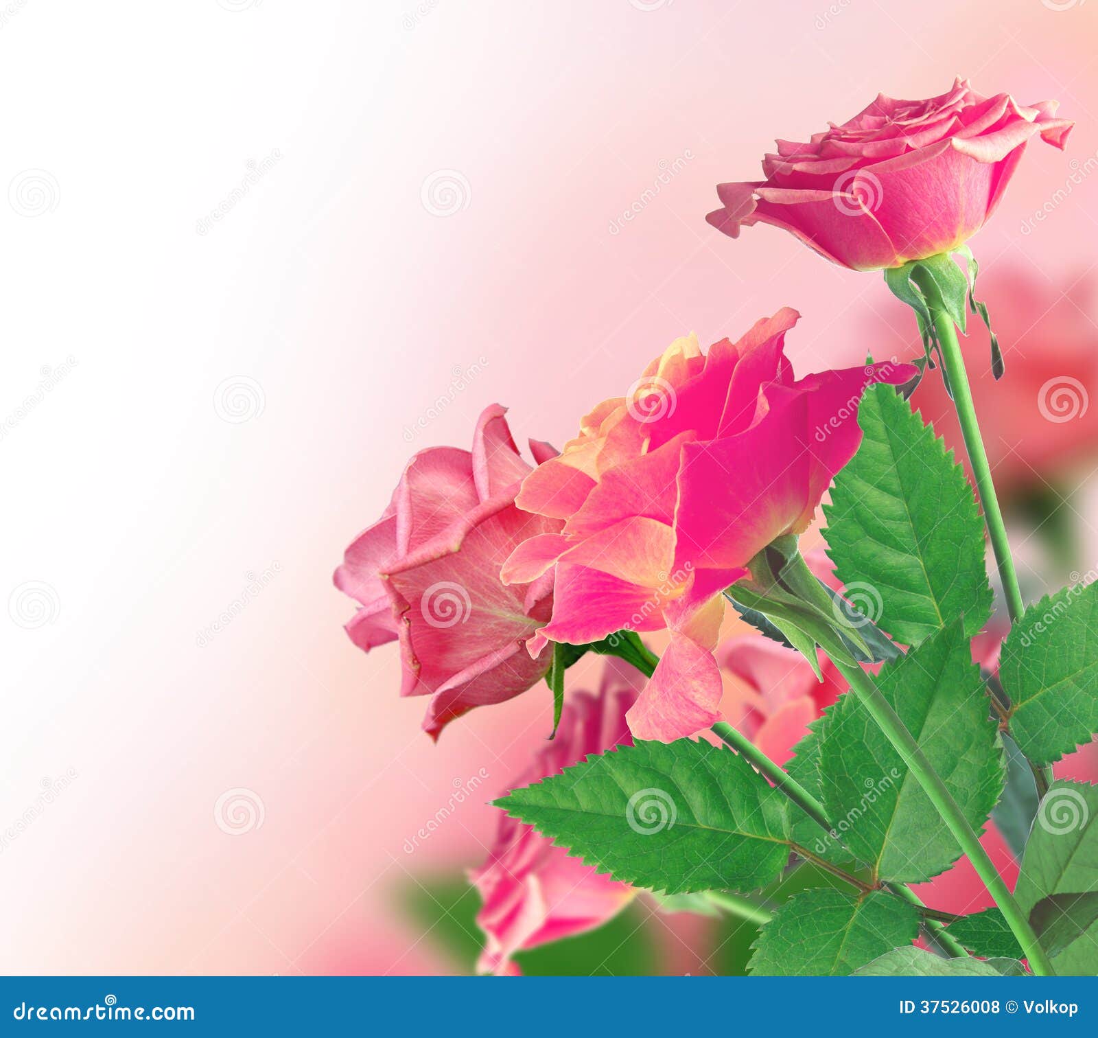 Beautiful Pink Rose Border stock photo. Image of pink - 37526008