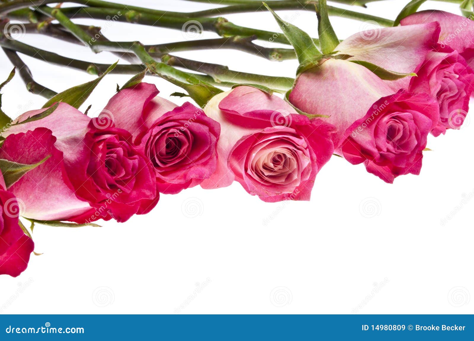 Beautiful Pink Rose Border Image with Copy Space Stock Image - Image of ...