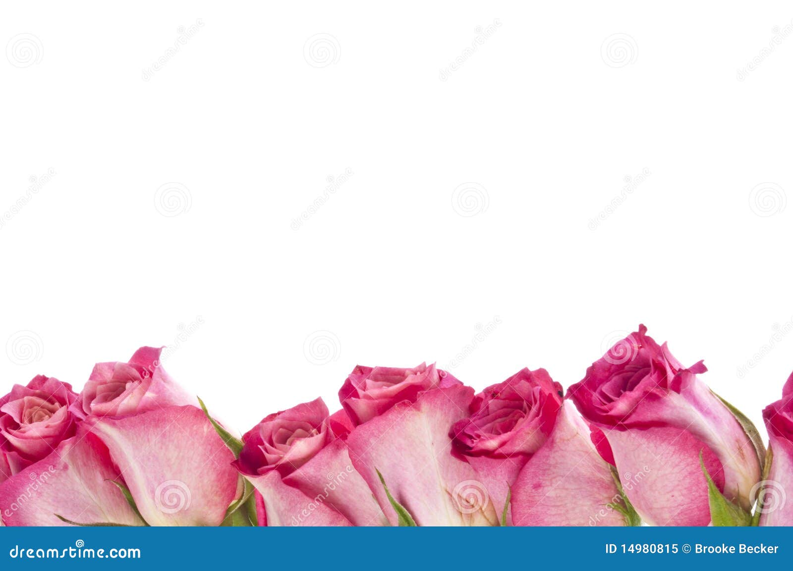 Beautiful Pink Rose Border Image with Copy Space Stock Image - Image of ...