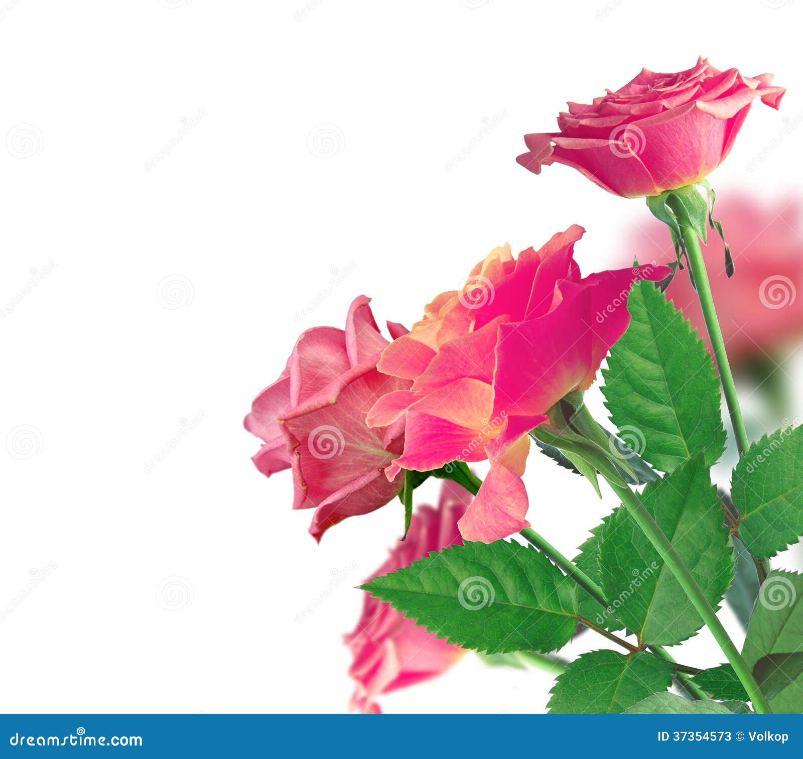 Beautiful Pink Rose Border Over White Stock Image - Image of fresh ...