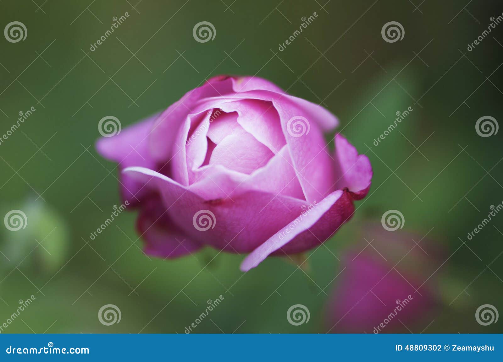 A Beautiful Pink Rose Bud in a Garden Stock Photo - Image of still ...