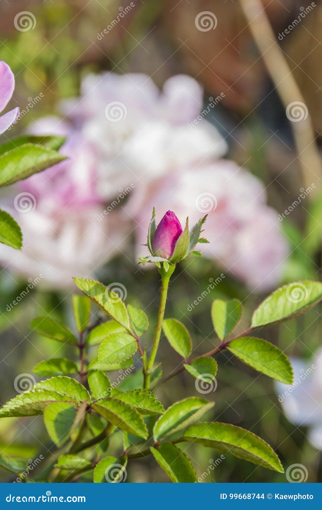Beautiful pink rose bud stock photo. Image of nature - 99668744