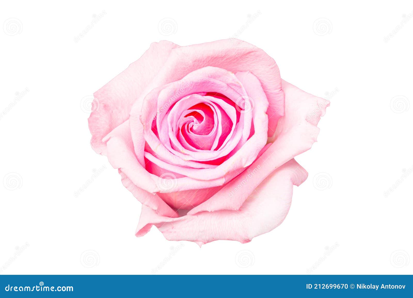 Beautiful Pink Rose Bud Isolated on White Background Stock Photo ...