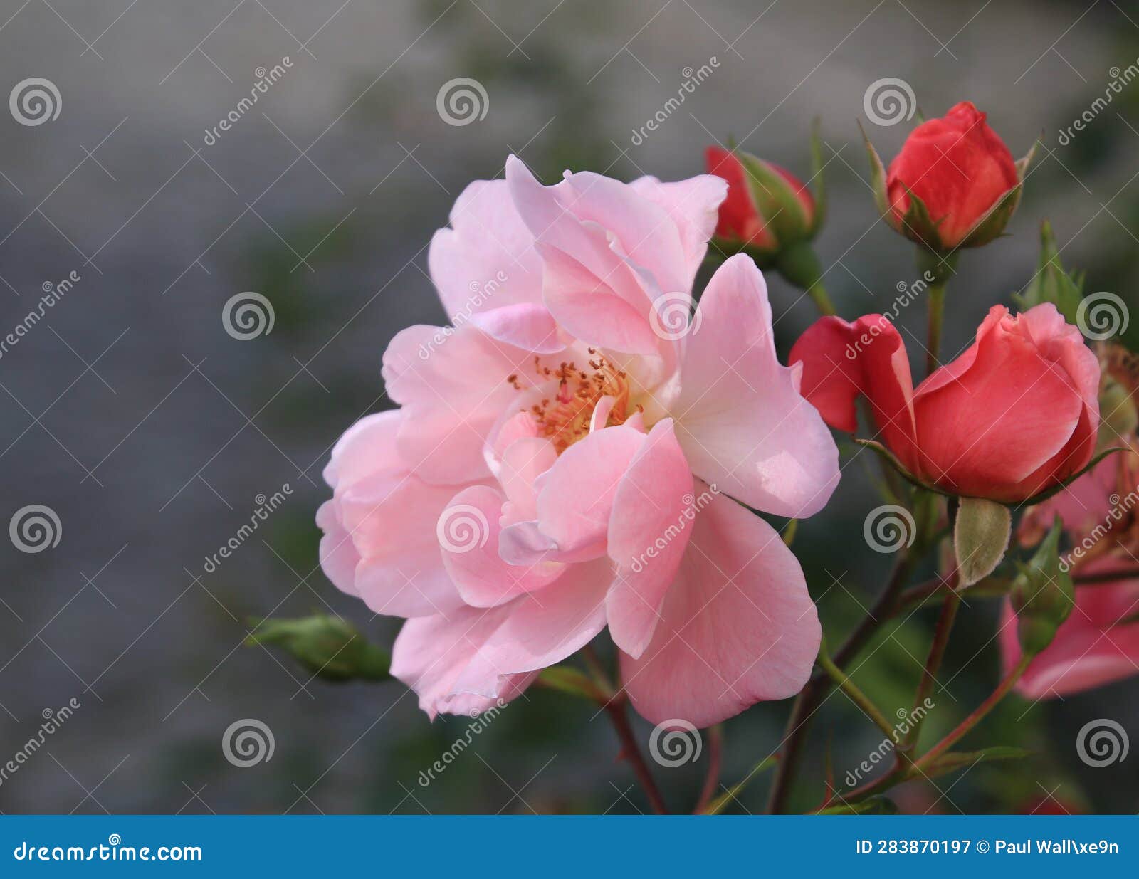 Beautiful Pink Rose and Buds. Stock Image - Image of beautiful, leaf ...