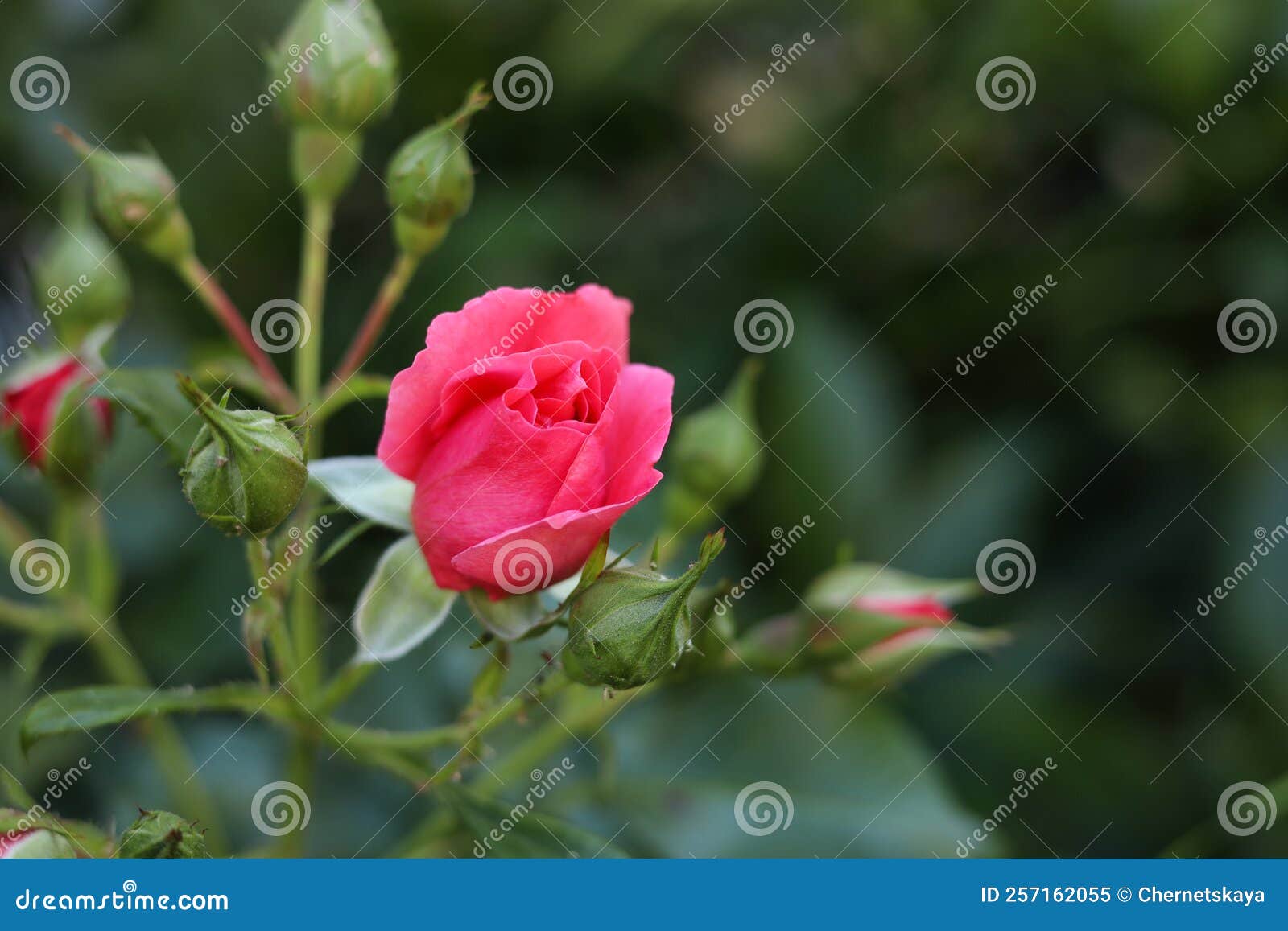 Beautiful Pink Rose and Buds on Bush Outdoors, Closeup. Space for Text ...