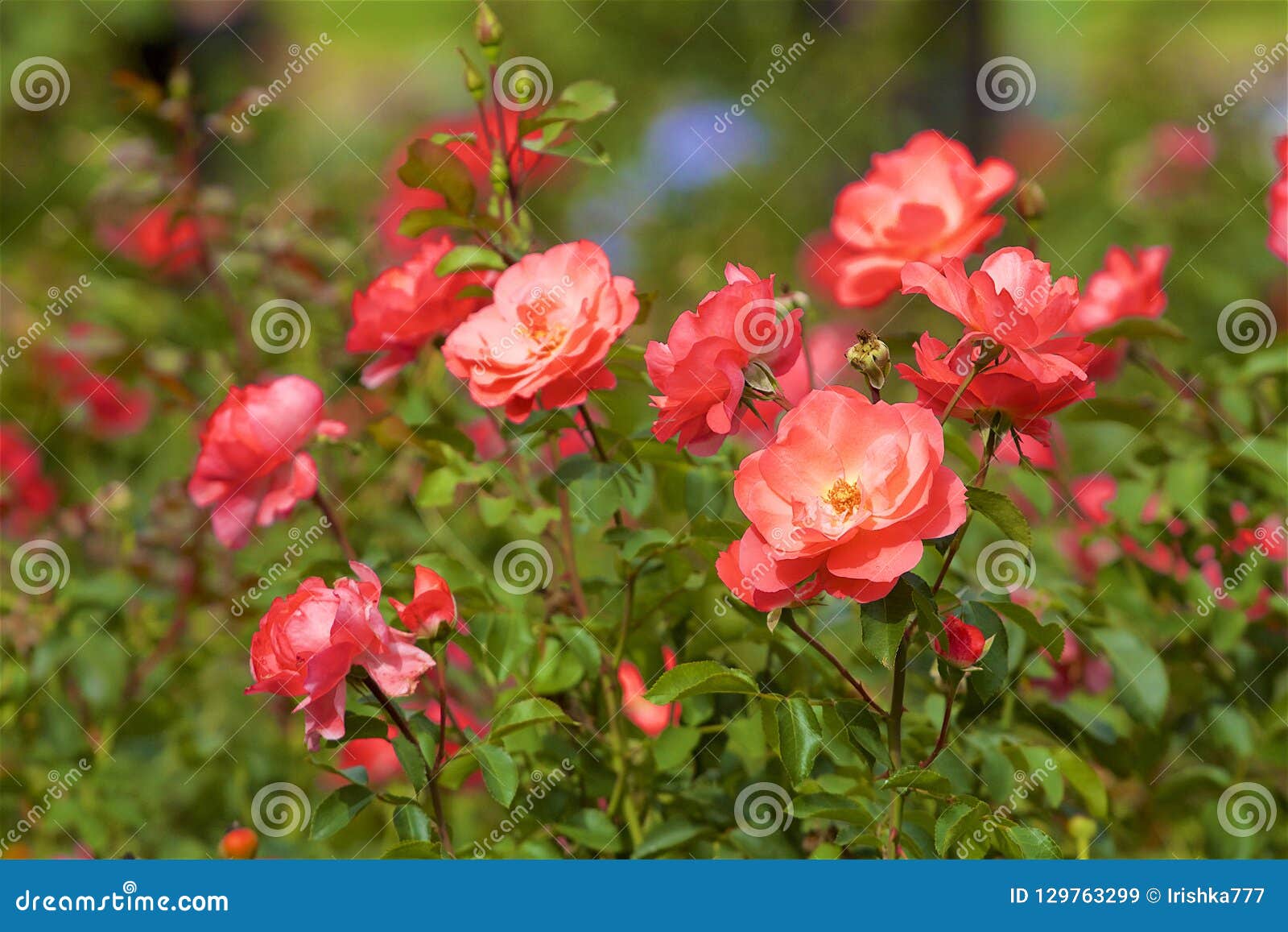 Rose bush, Spain stock image. Image of yellow, rose - 129763299