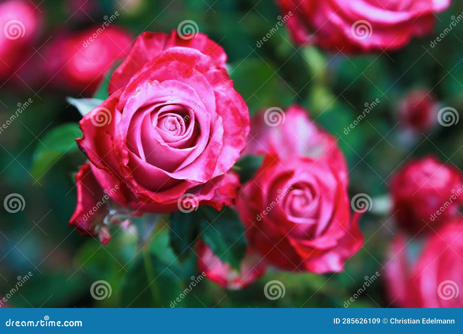 Beautiful Pink Rose - Crete Greece Stock Image - Image of romance ...