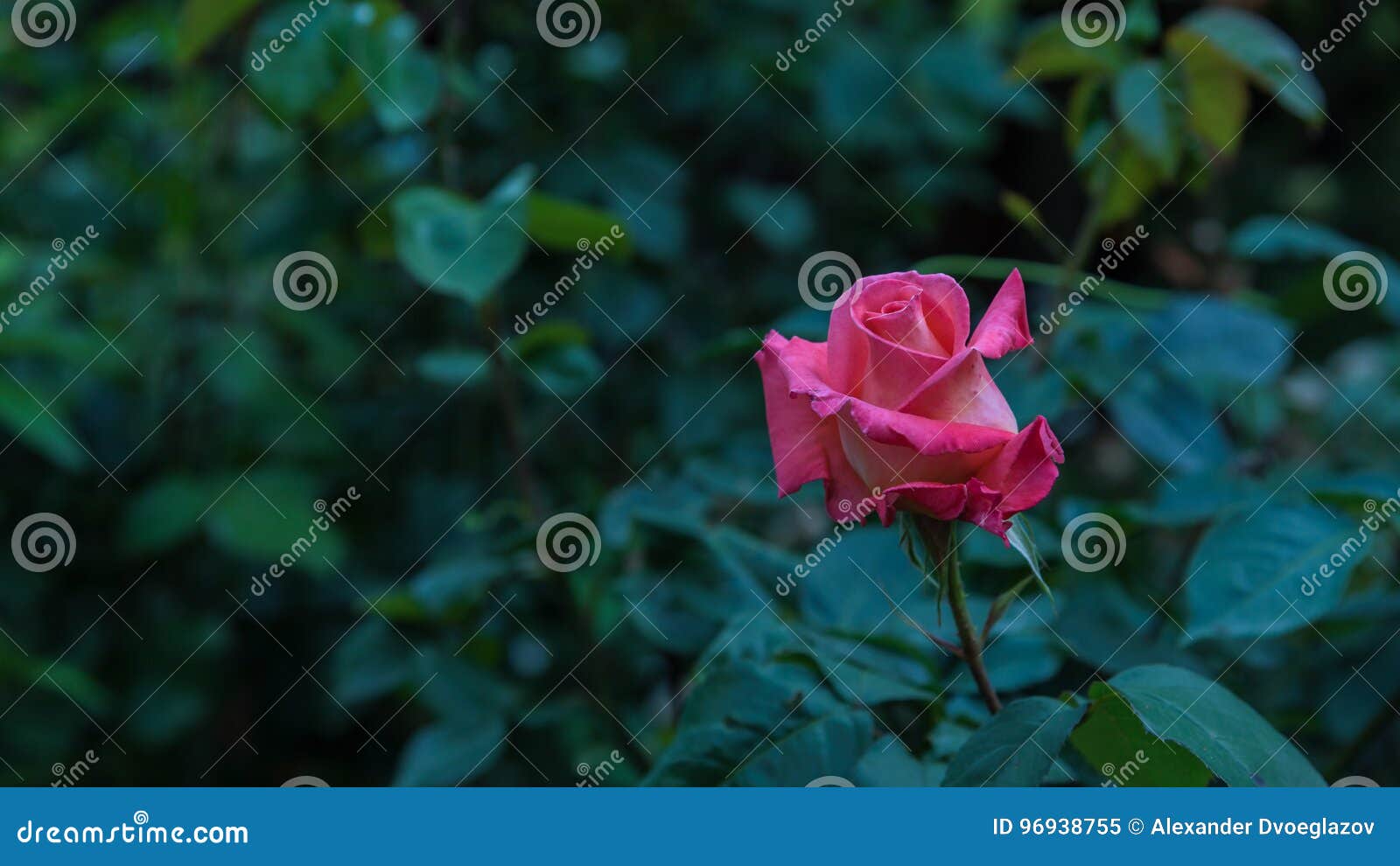 Beautiful Pink Rose in the Dark Closeup Stock Image - Image of color ...