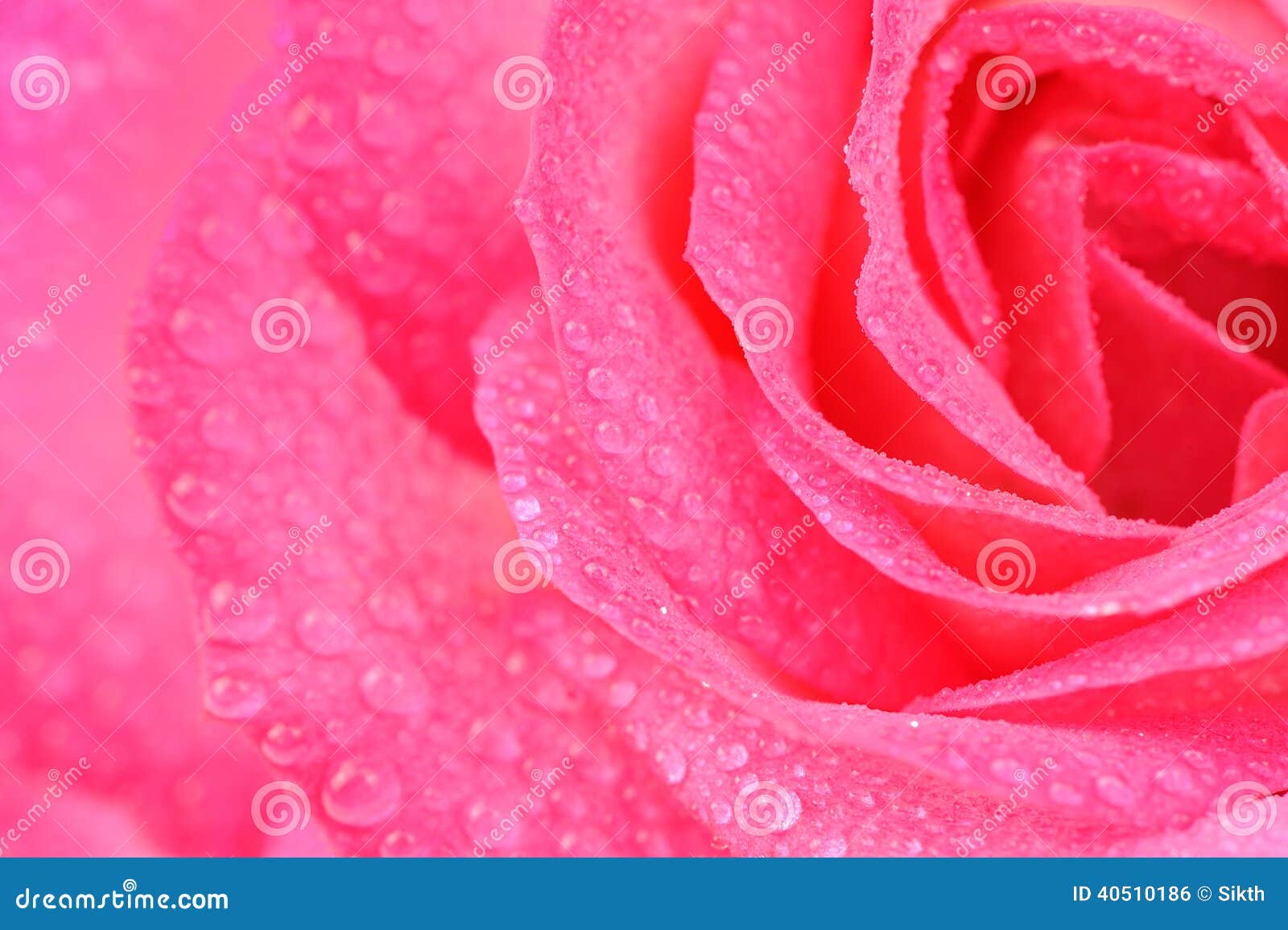 Beautiful Pink Rose with Dew Drops Stock Photo - Image of passion, date ...