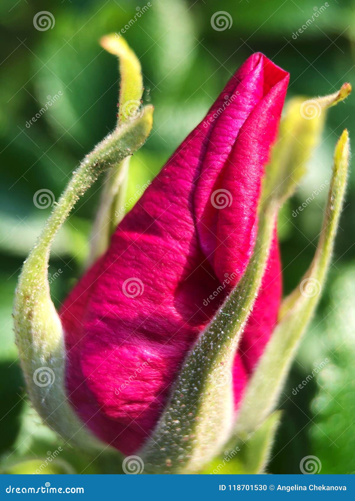 Beautiful Pink Rose on the Flower Bed Stock Photo - Image of grass ...