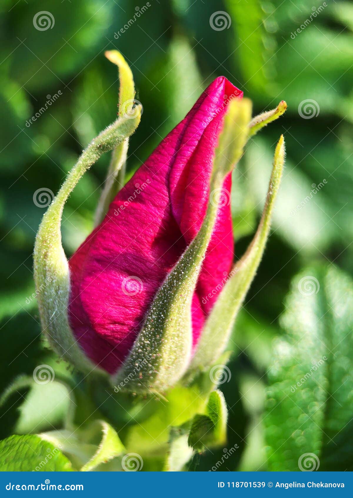 Beautiful Pink Rose on the Flower Bed Stock Image - Image of pink ...