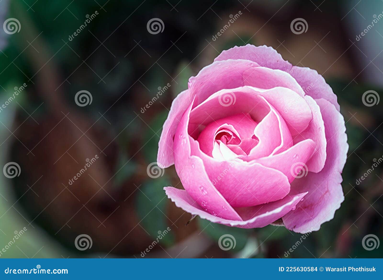 Beautiful Pink Rose Flower in the Garden Stock Photo - Image of closeup ...