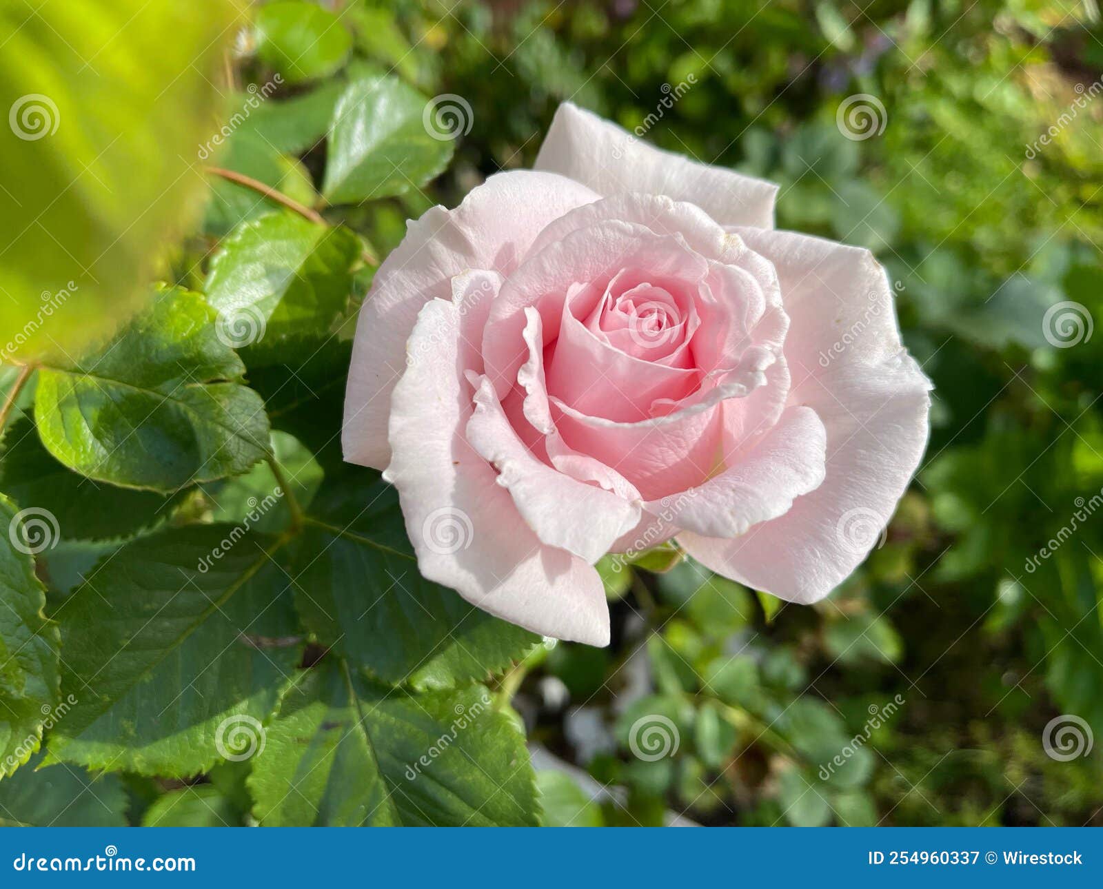 Beautiful Pink Rose Flower in a Garden Stock Image - Image of flower ...
