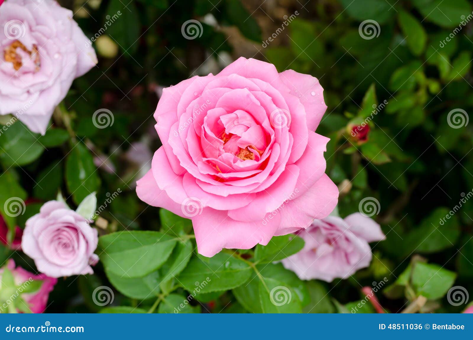 Beautiful pink rose flower stock photo. Image of growth - 48511036