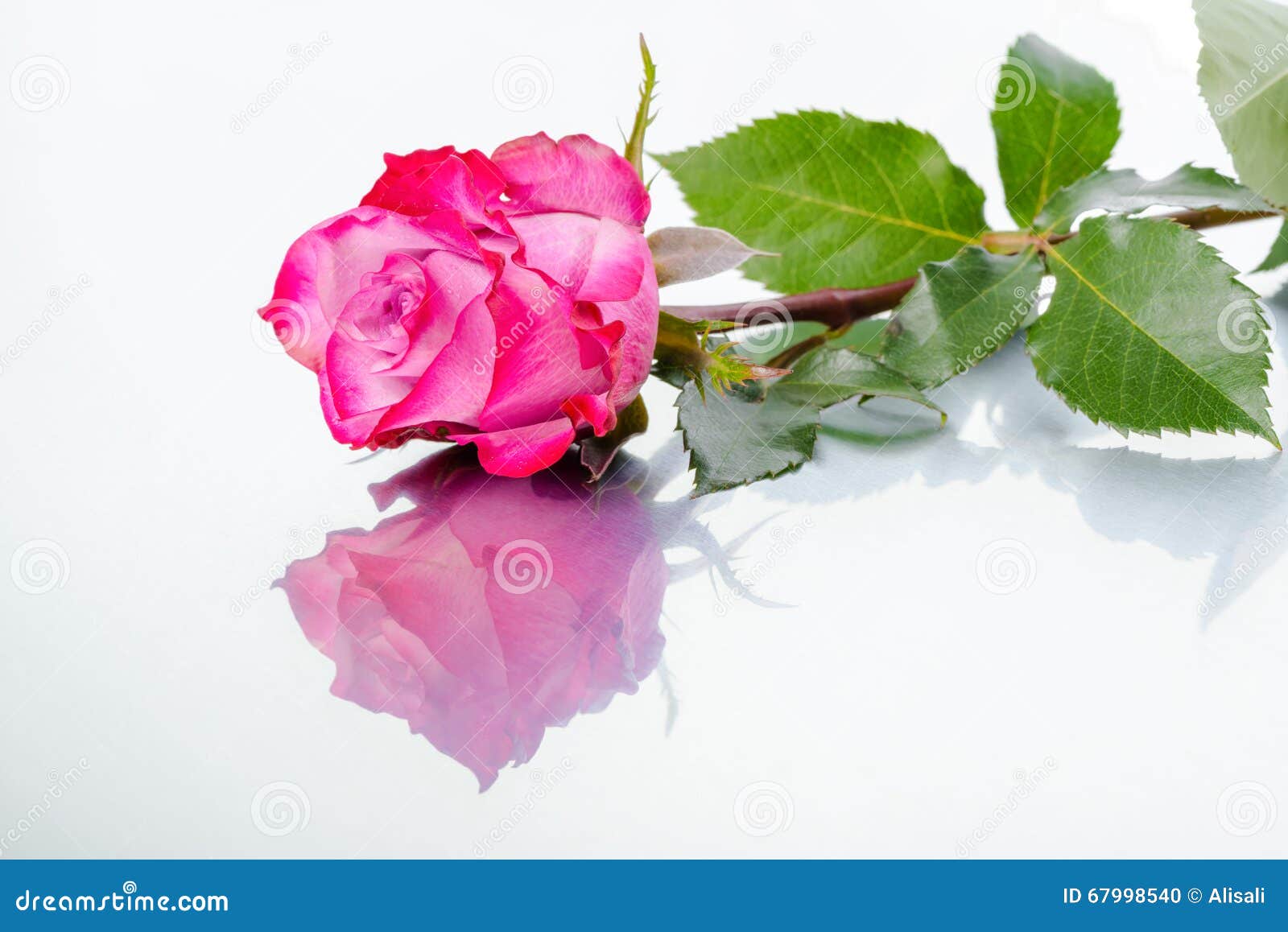 Pink Flower Reflection Wallpaper
