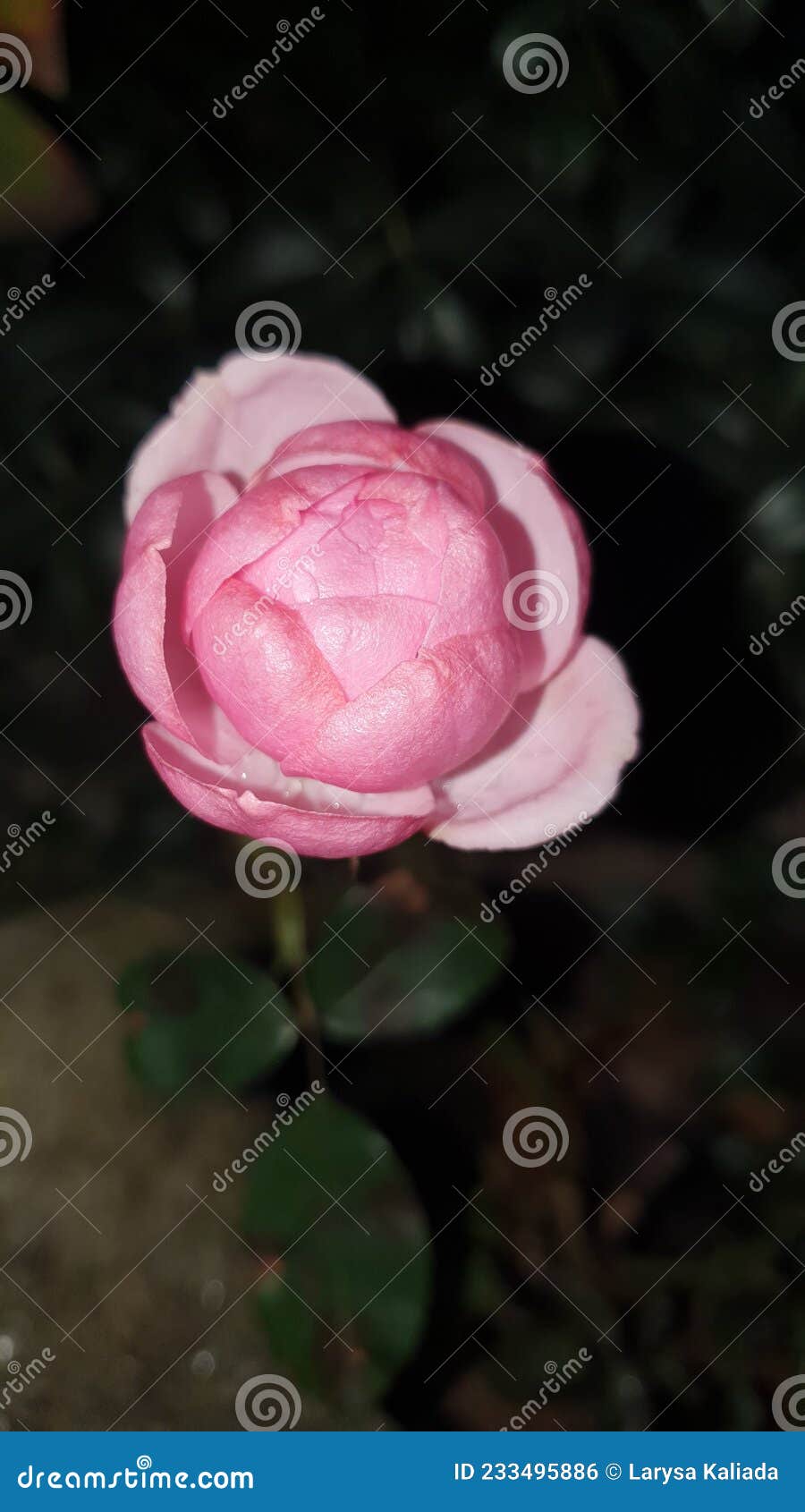 Beautiful Pink Rose Flower in the Night Stock Photo - Image of blossom ...