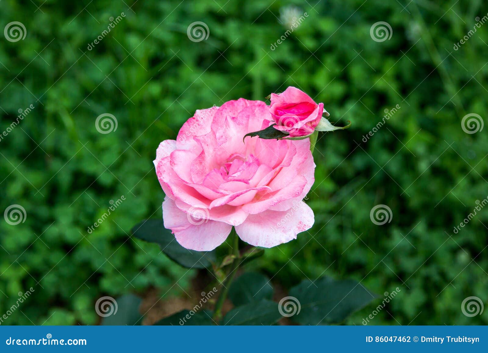 Beautiful Pink Rose Flower with Small Bud Stock Photo - Image of ...