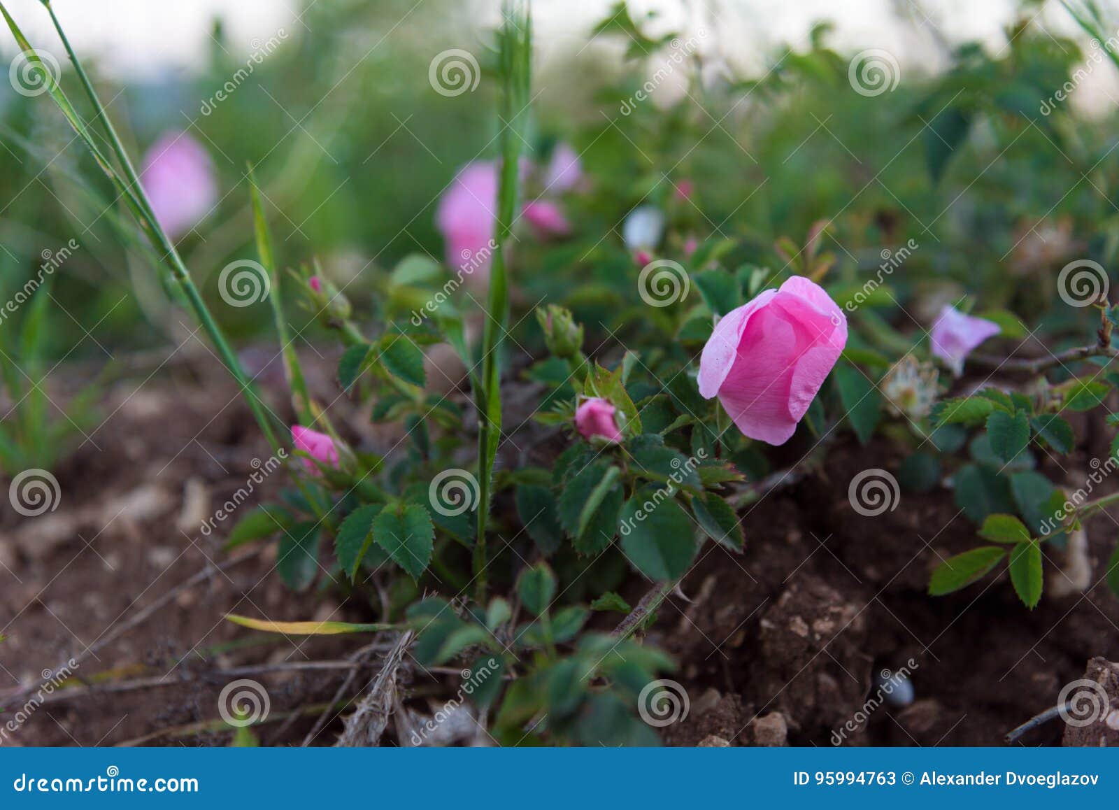 Beautiful Pink Rose in a Forest Stock Image - Image of garden, flora ...